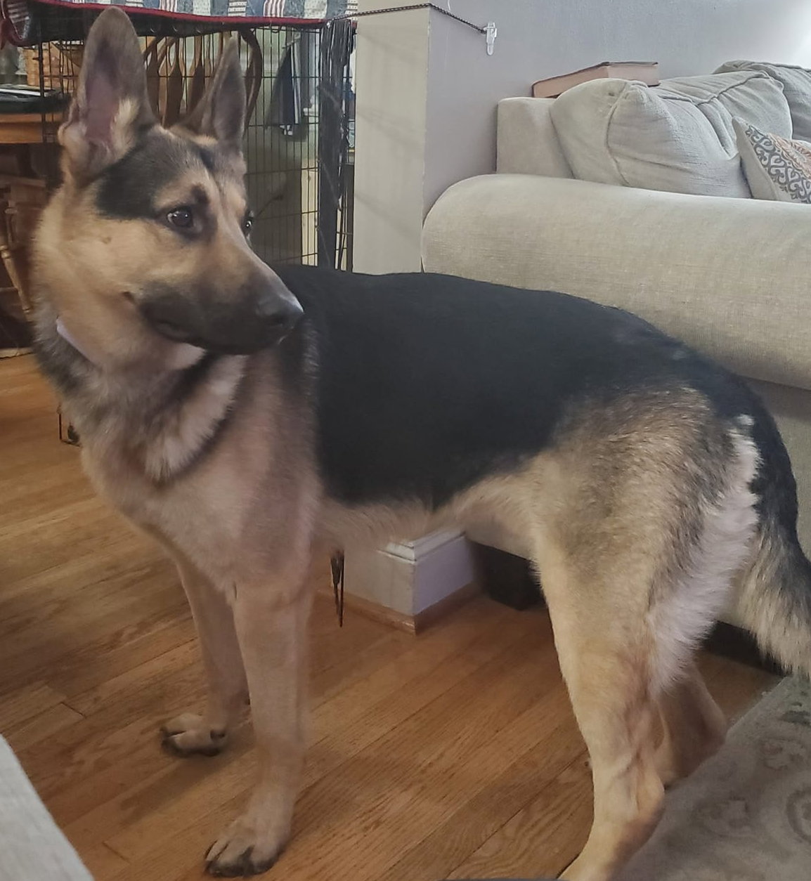 Dog for Adoption - Rex, a German Shepherd Dog in Dulles Town Center, VA ...
