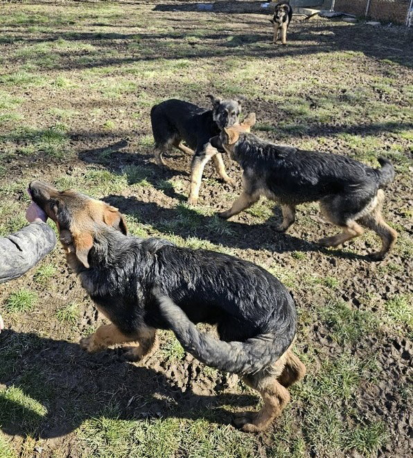Dog for Adoption - Ginger, a German Shepherd Dog in City Of Falls ...