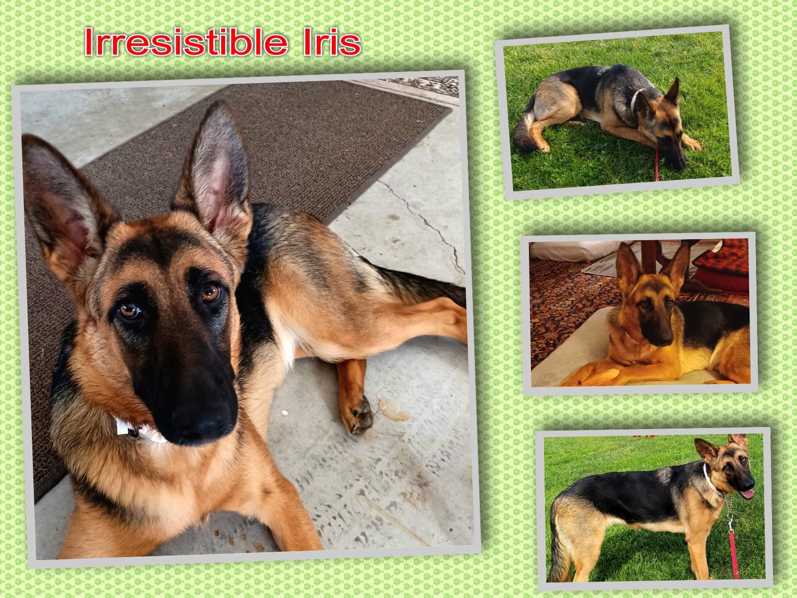 Iris' Web Page