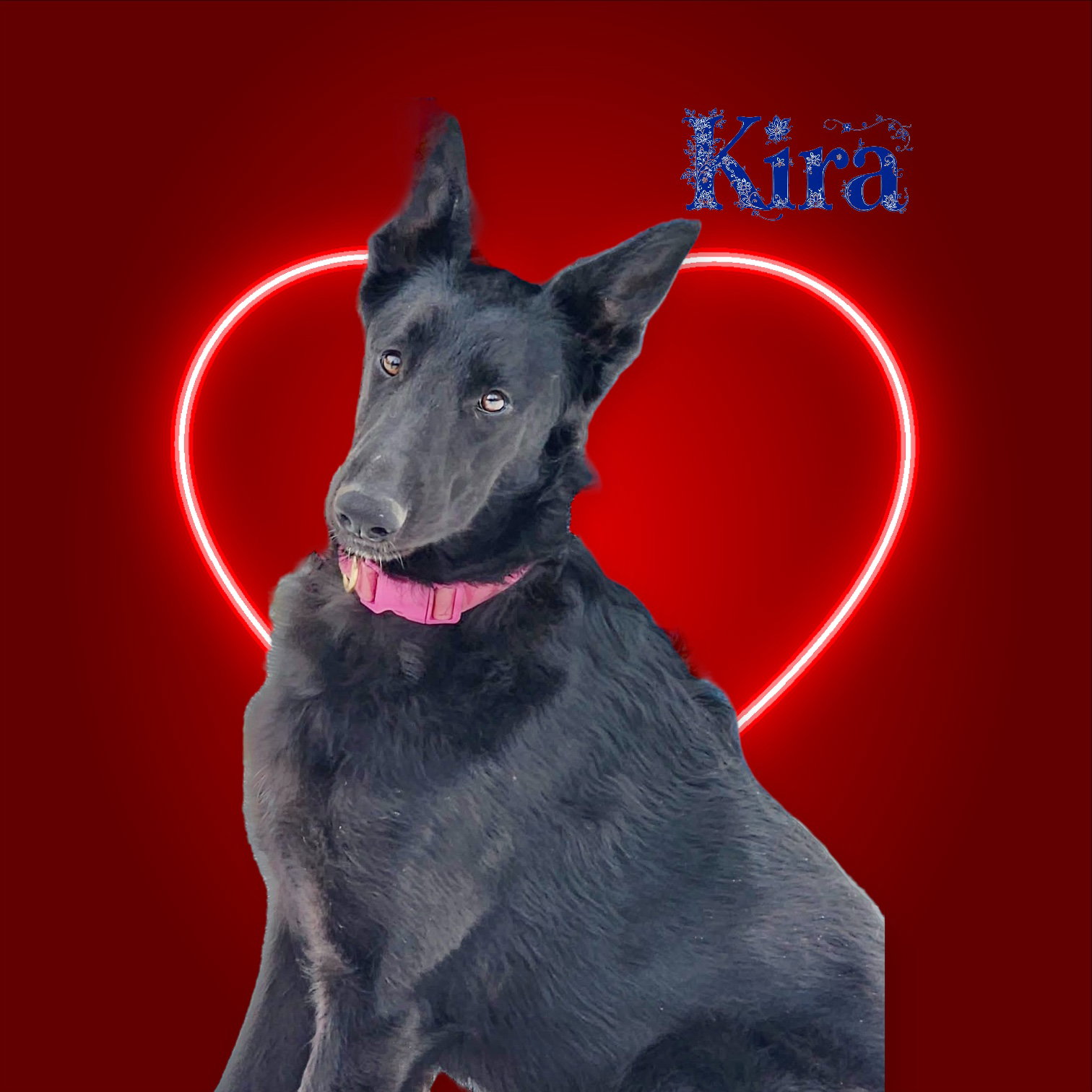 KIRA's Web Page