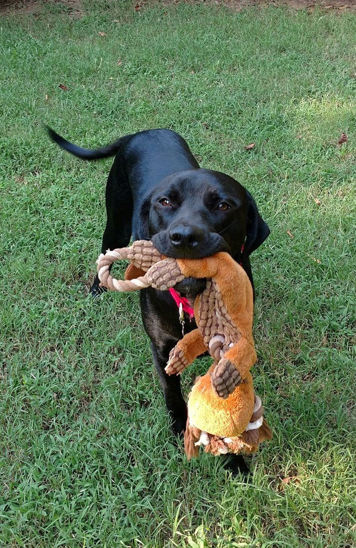 Dog for Adoption - Tyson - ADOPTED!!!, a Black Labrador Retriever in ...