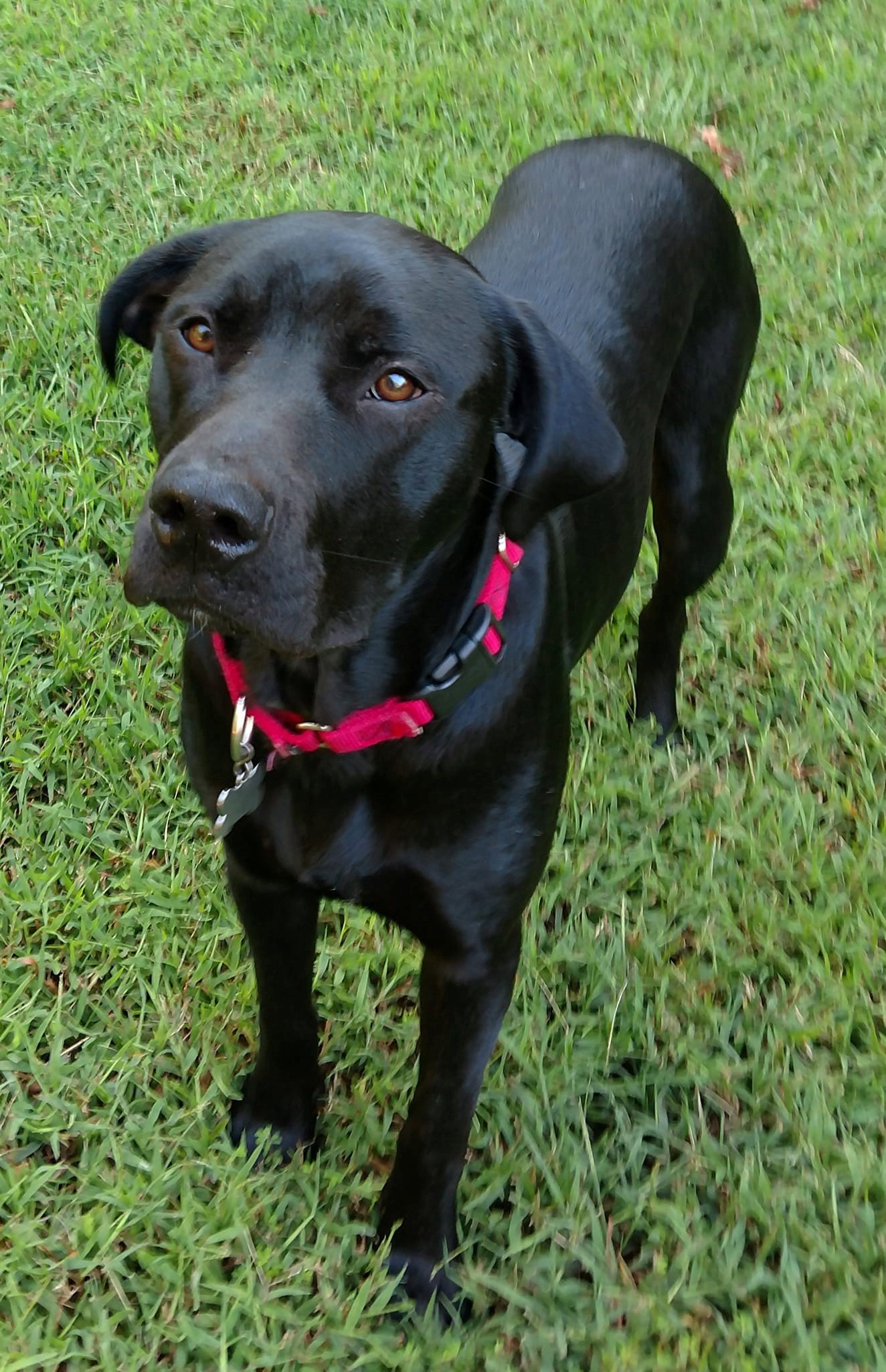 Dog for Adoption - Tyson - ADOPTED!!!, a Black Labrador Retriever in ...