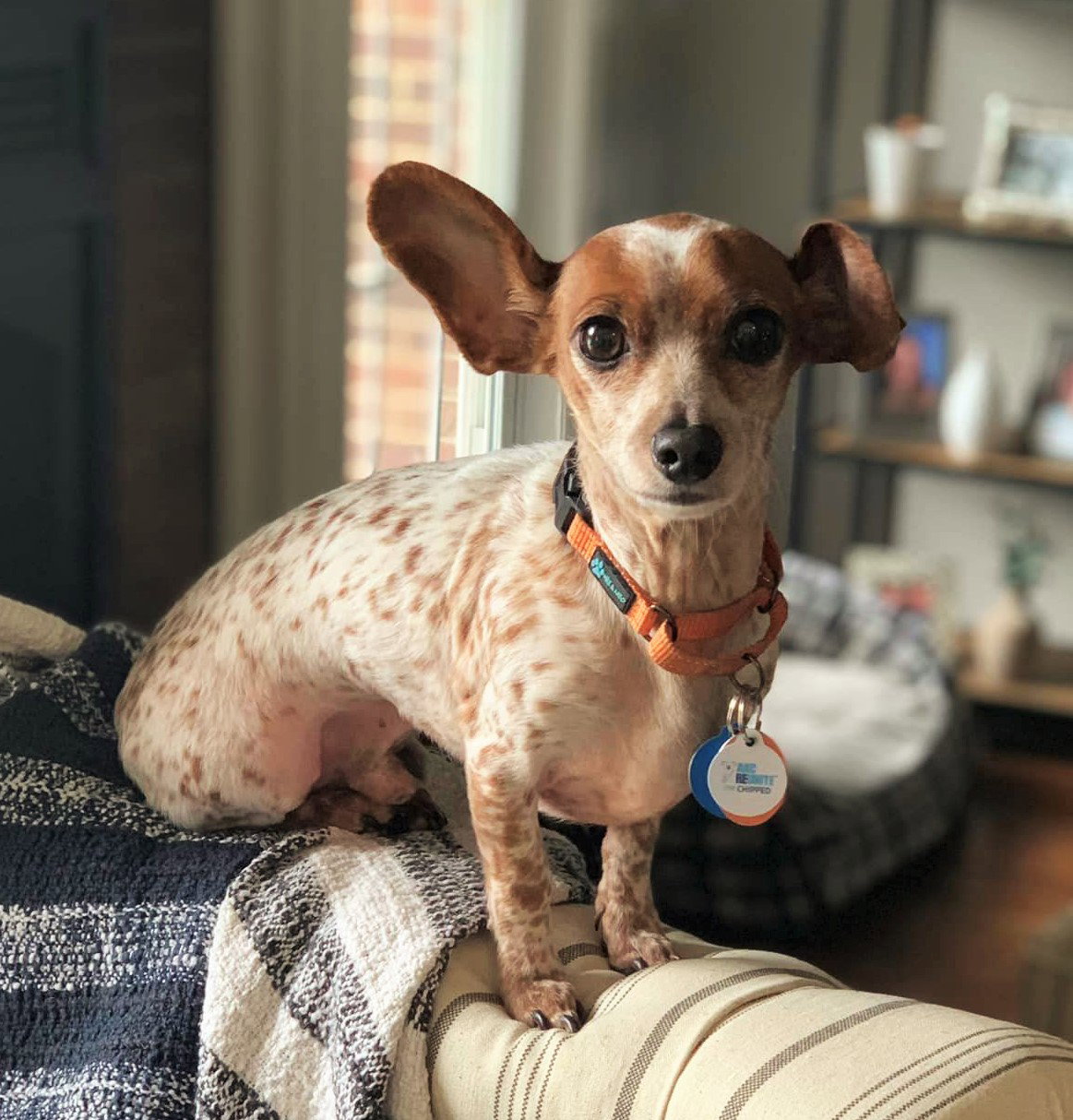 Dog for Adoption - Miller - ADOPTED!, a Dachshund in Baltimore County ...