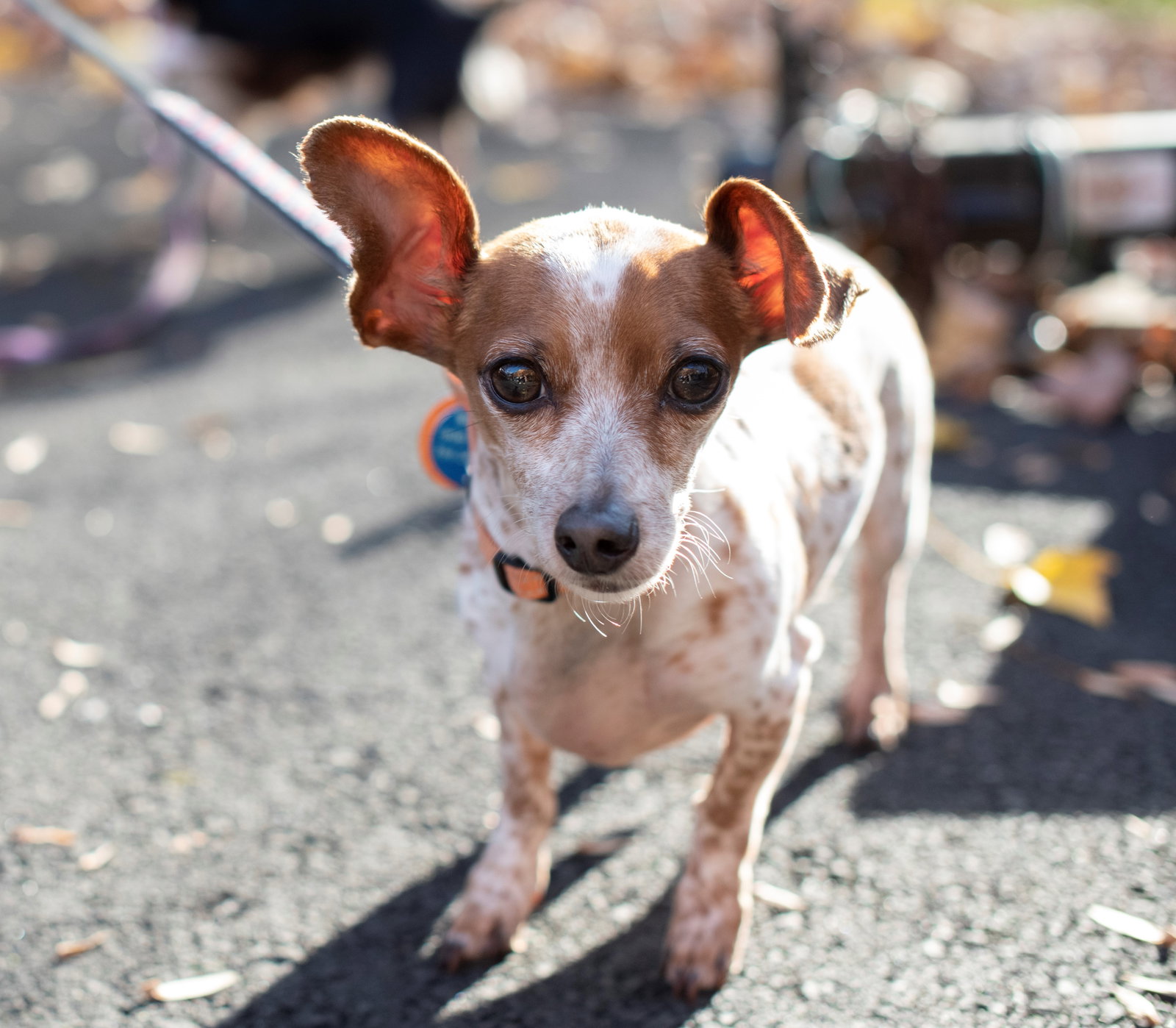 Dog for Adoption - Miller - ADOPTED!, a Dachshund in Baltimore County ...