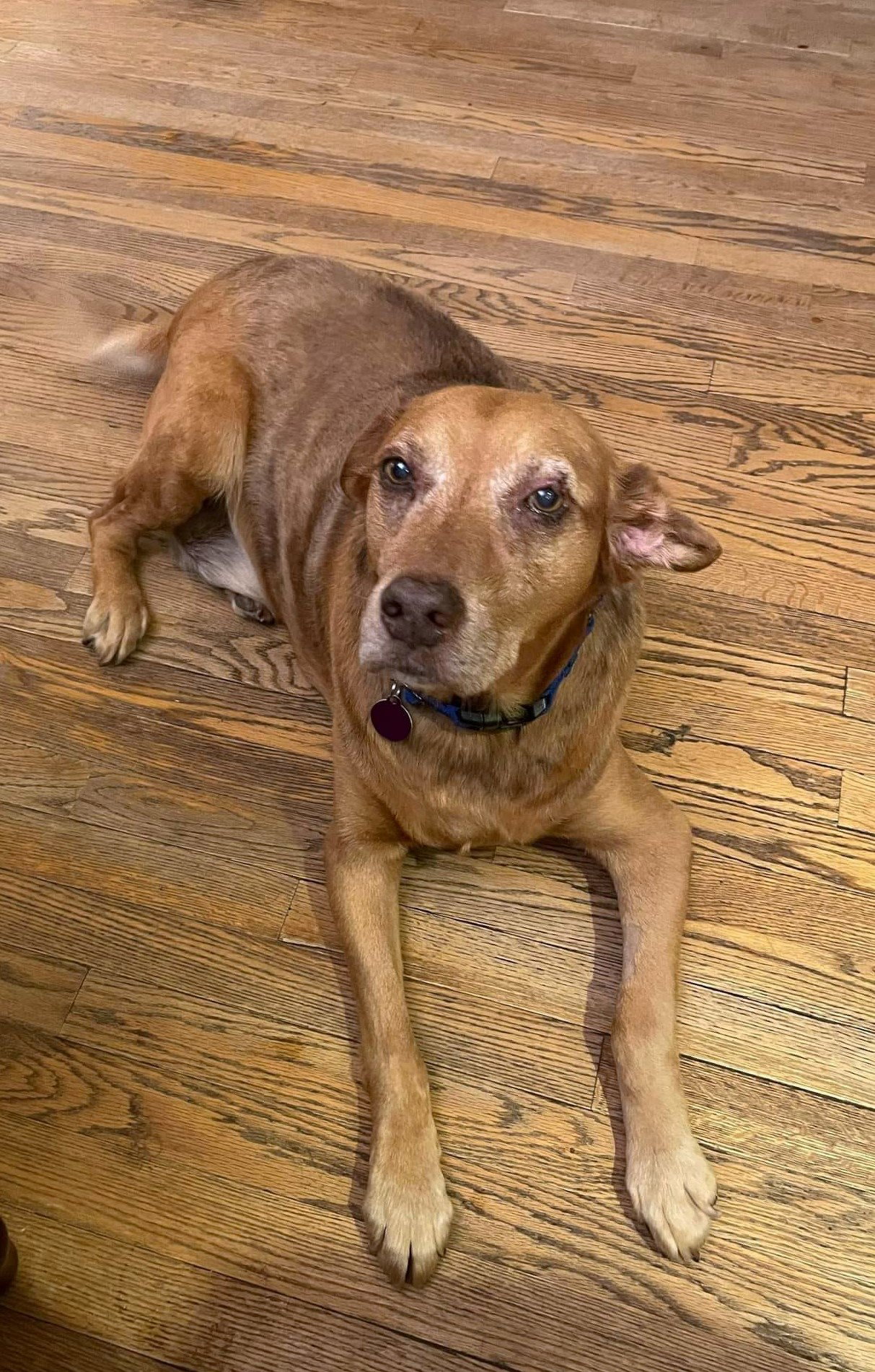 Dog for Adoption - Peter, a Labrador Retriever in Columbia, MD | Alpha Paw
