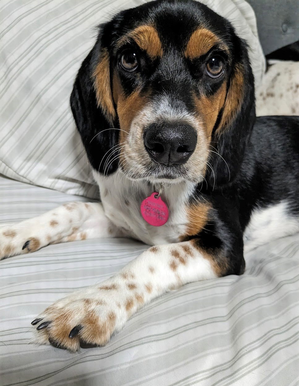 Dog adoption in Arlington, VA 22204: Beagle / Cocker Spaniel / Mixed ...