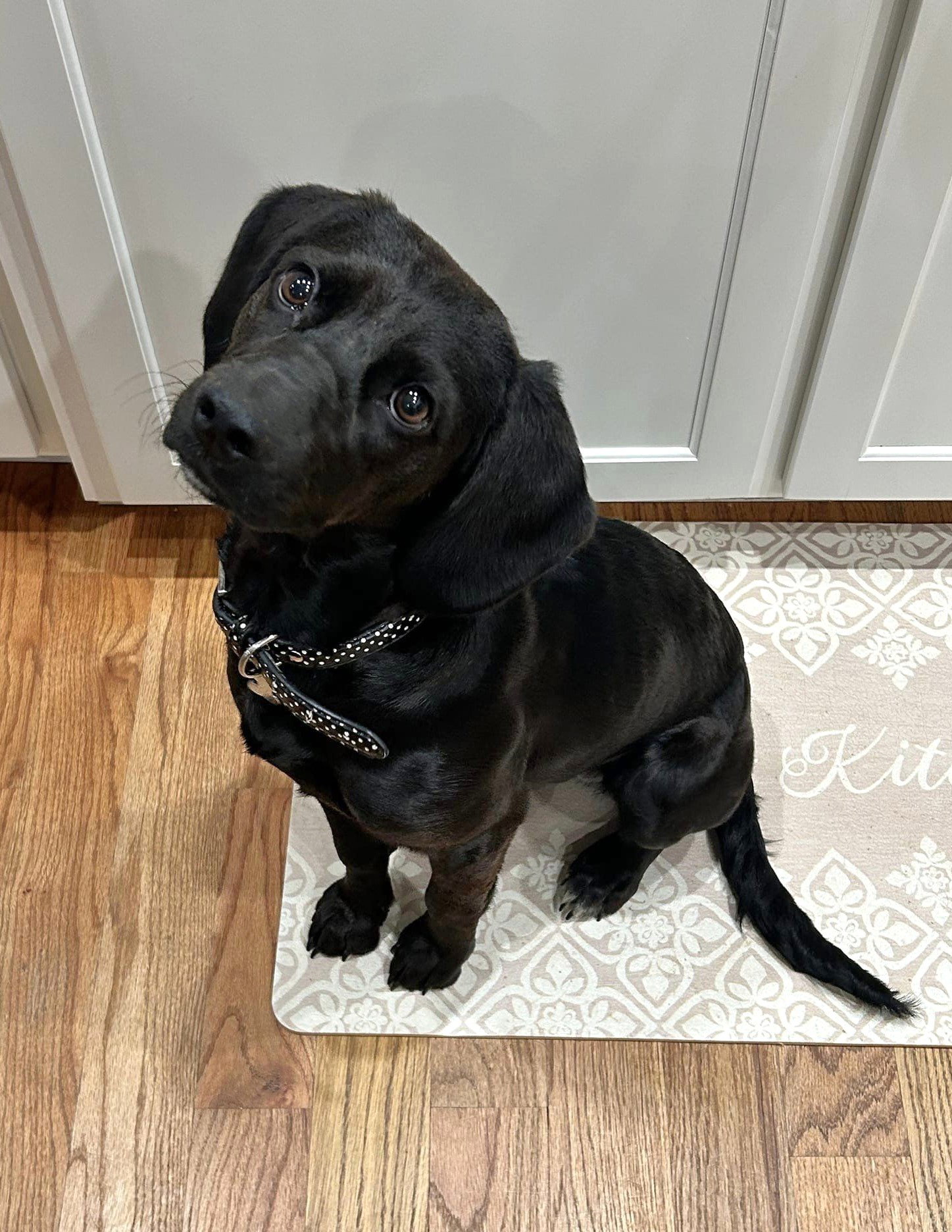 Dog for Adoption - Lainey - ADOPTED!!!, a Beagle in Marlow Heights, MD ...