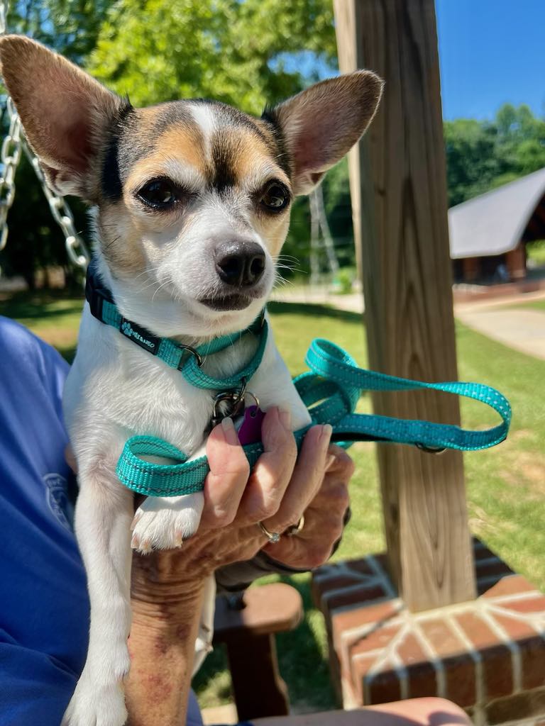 Dog for Adoption - Pebbles - ADOPTED!!, a Chihuahua in Leesburg, VA ...