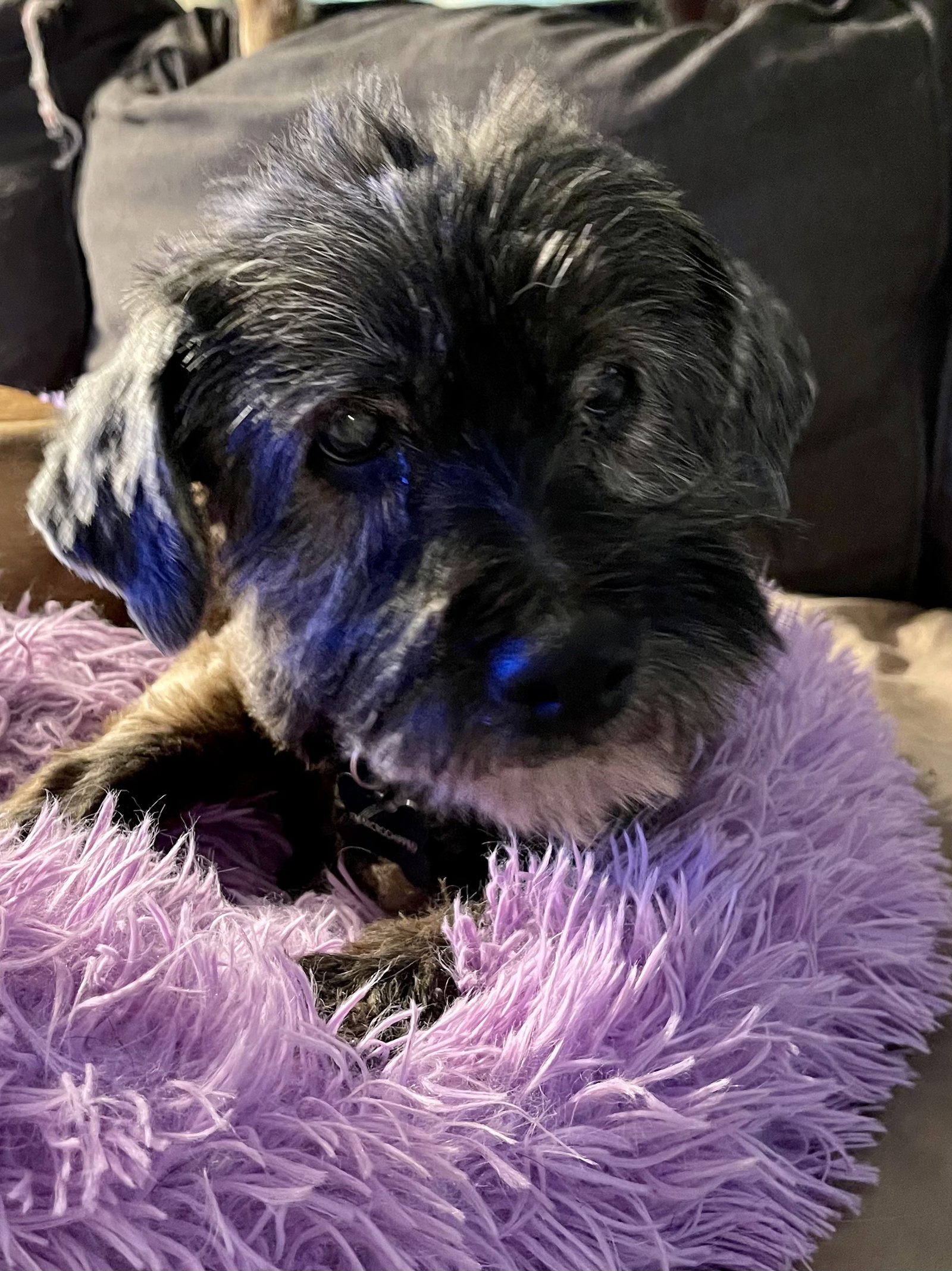 Dog for Adoption - Hailey, a Terrier in Victorville, CA | Alpha Paw