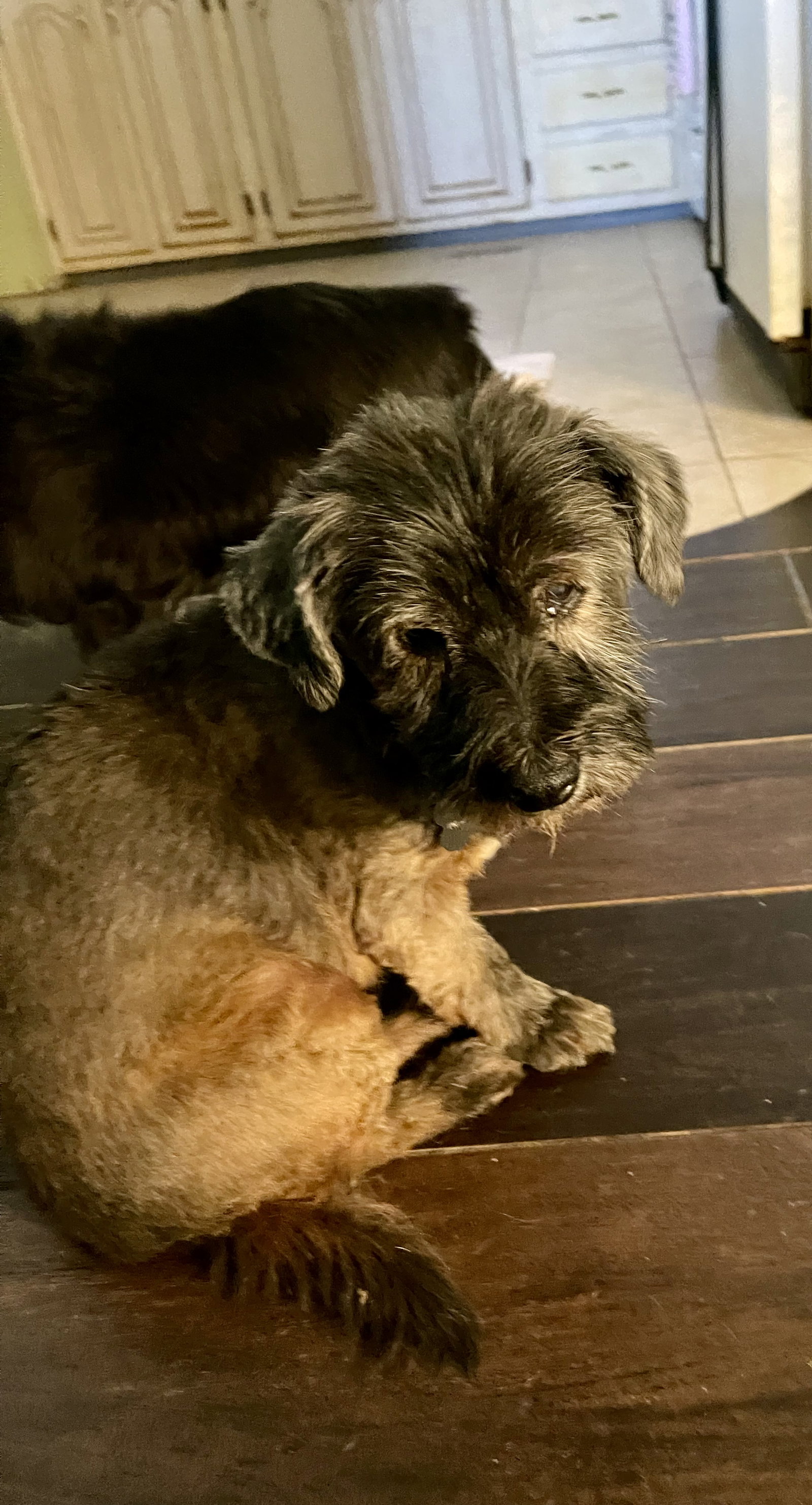 Dog for Adoption - Hailey, a Terrier in Victorville, CA | Alpha Paw