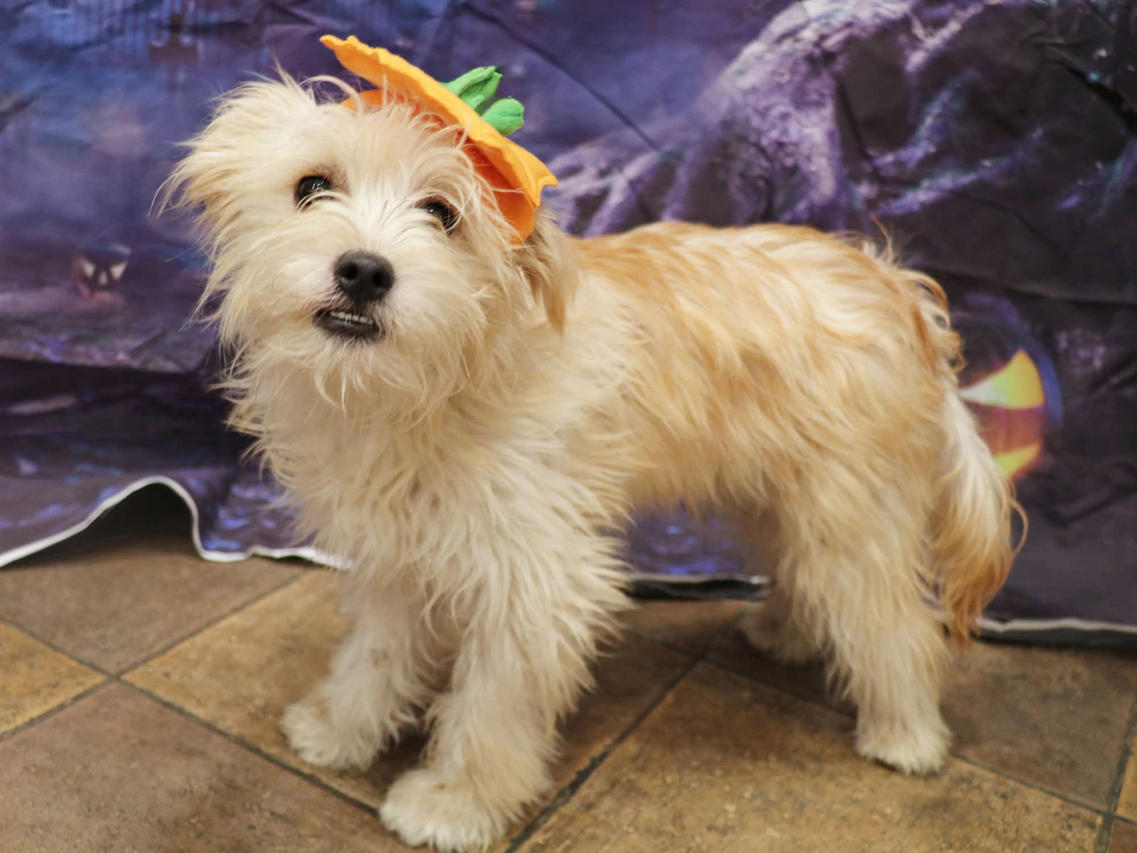 Dog adoption in Victorville, CA 92392: Norfolk Terrier / Mixed Dog "Sawyer"
