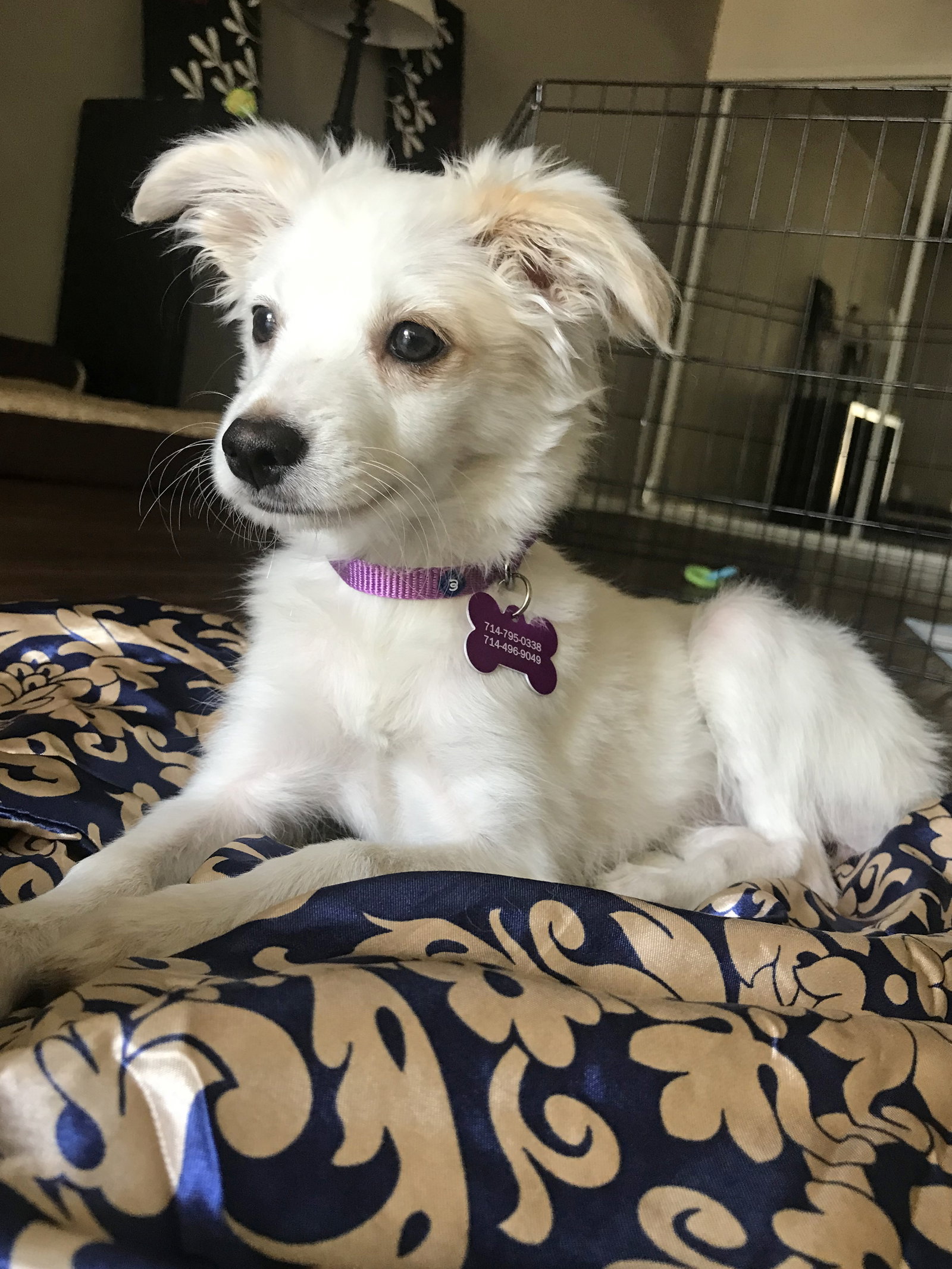 Dog for Adoption - Carly, a Shetland Sheepdog Sheltie in Los Angeles ...