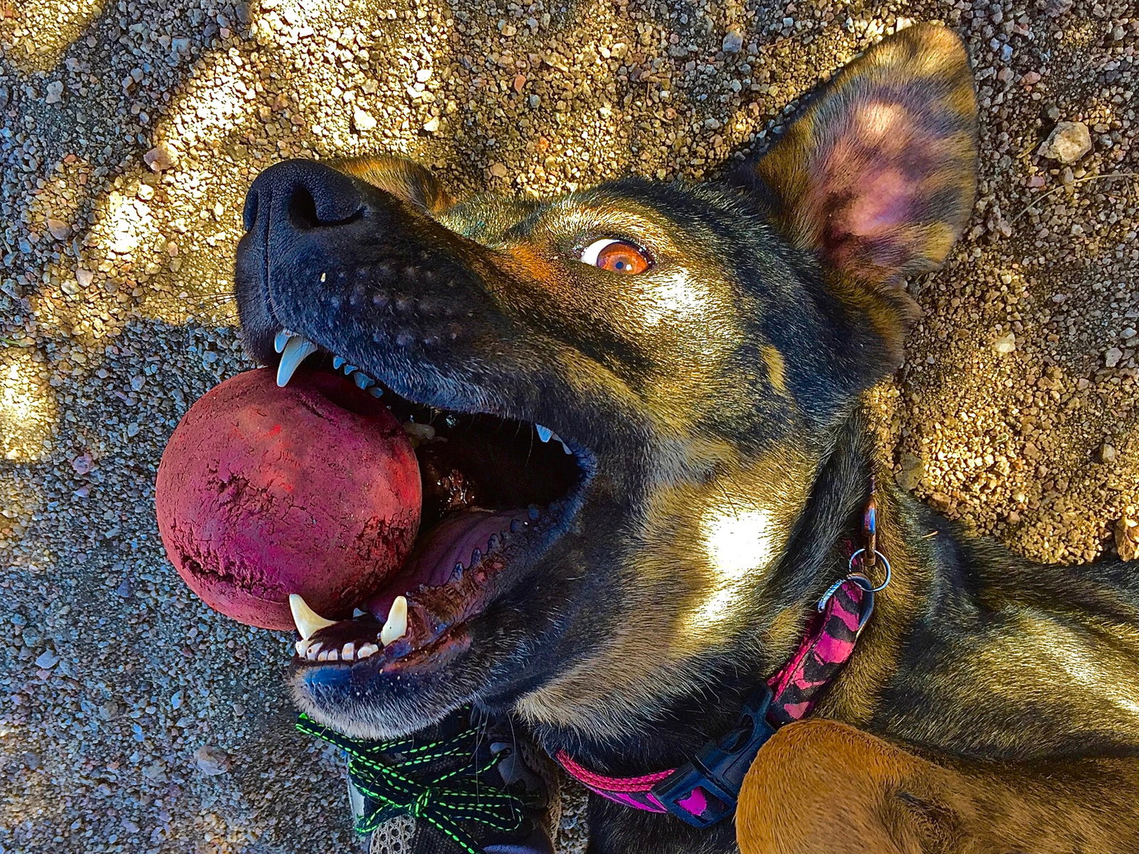 Dog for Adoption - Mutt Mutt, a Rottweiler in Orange County, CA | Alpha Paw
