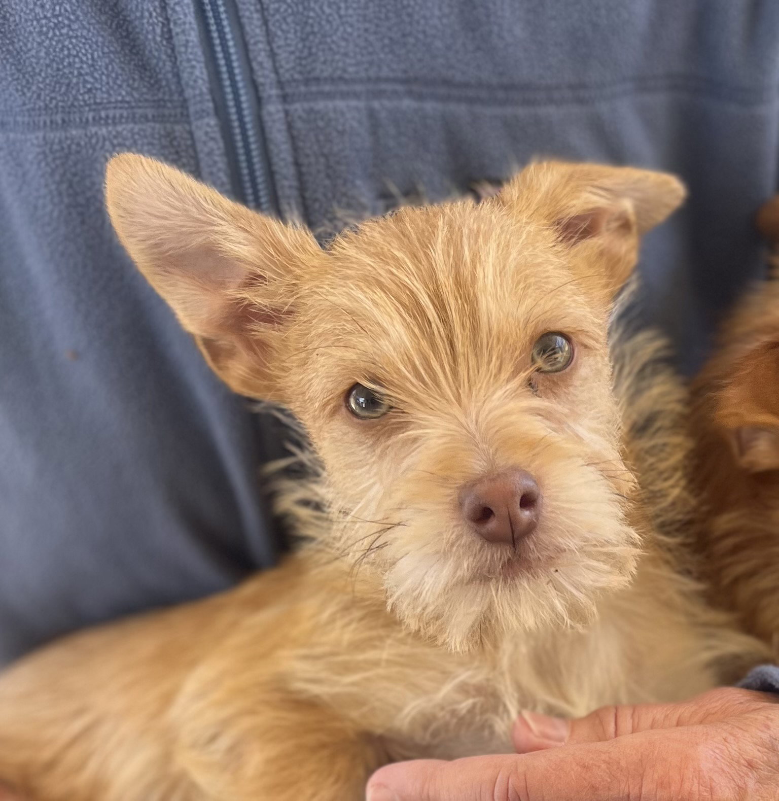 Dog for Adoption - Cyrus, a Norwich Terrier in Simi Valley, CA | Alpha Paw
