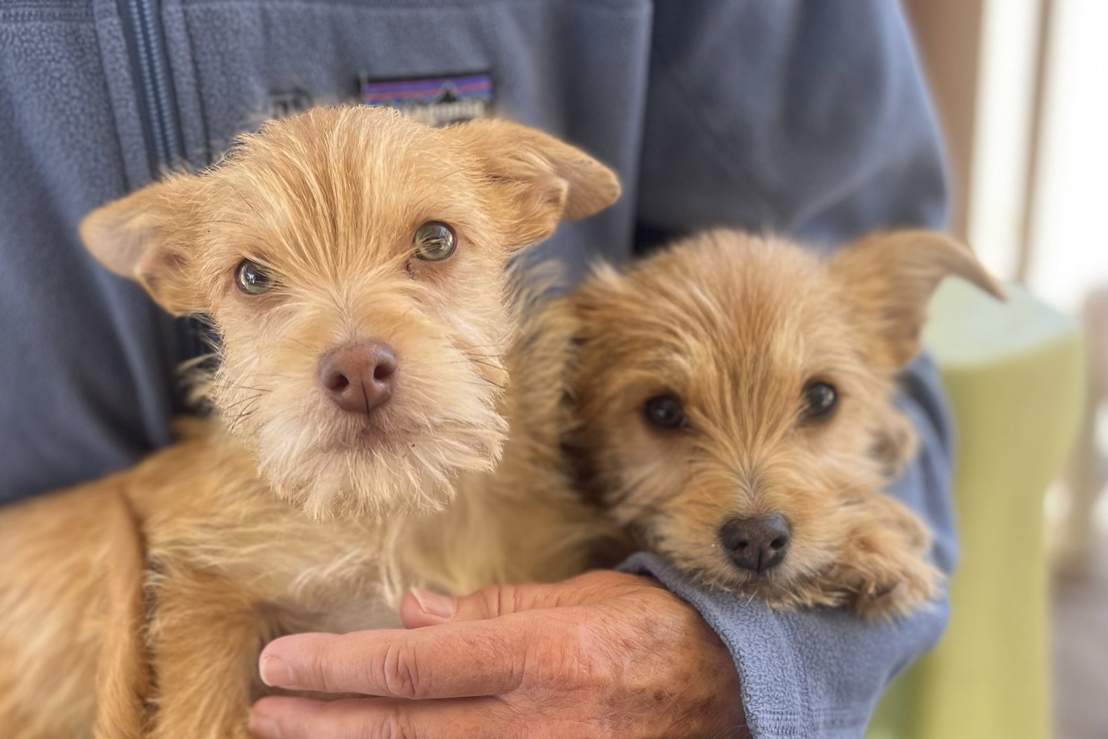 Dog for Adoption - Cyrus, a Norwich Terrier in Simi Valley, CA | Alpha Paw