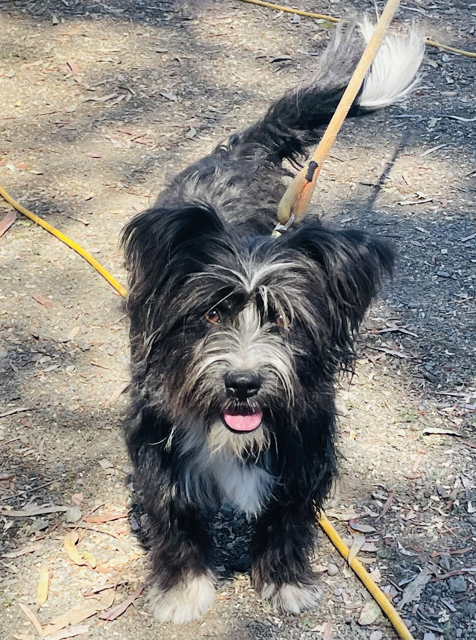 Dog for Adoption - Domino, a Terrier in Santa Rosa, CA | Alpha Paw
