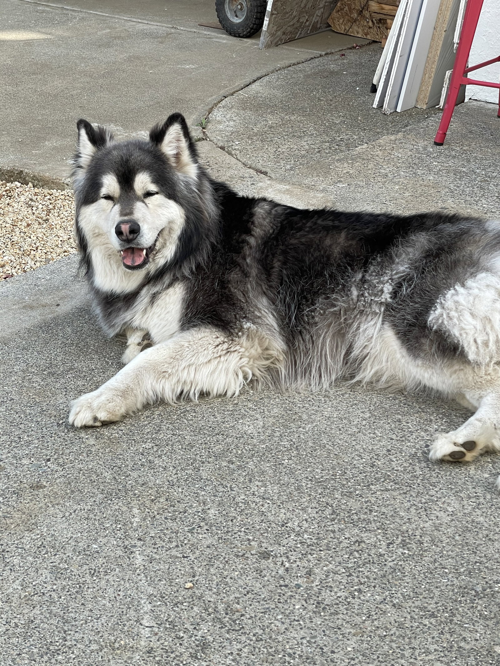 Dog for Adoption - Duke, a Alaskan Malamute in Fetters Hot Springs Agua ...