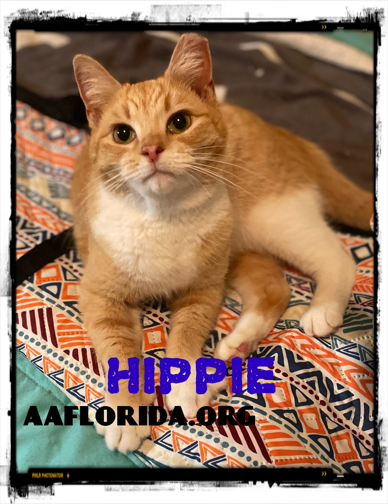 Cats for Adoption in Gulf Shores, Alabama | Alpha Paw