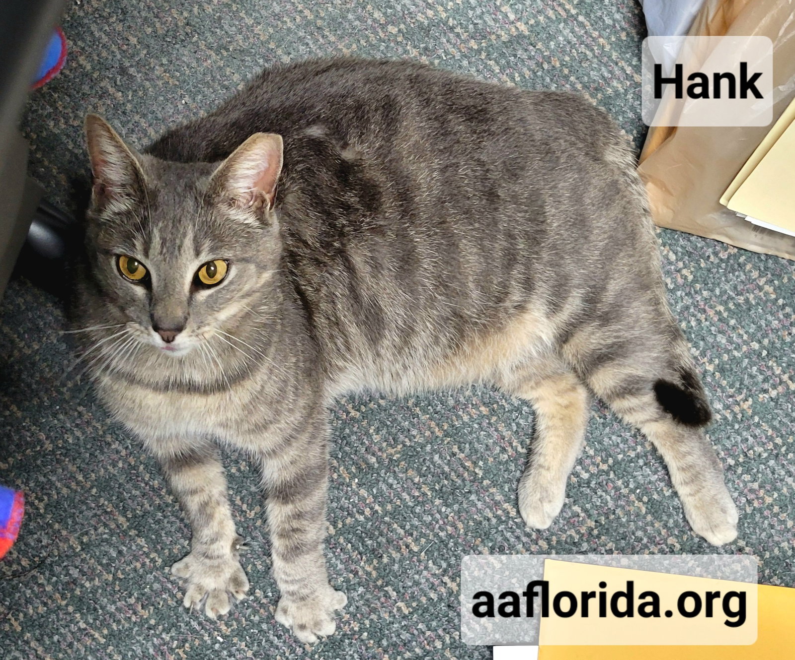 Cats for Adoption in Mobile, Alabama | Alpha Paw