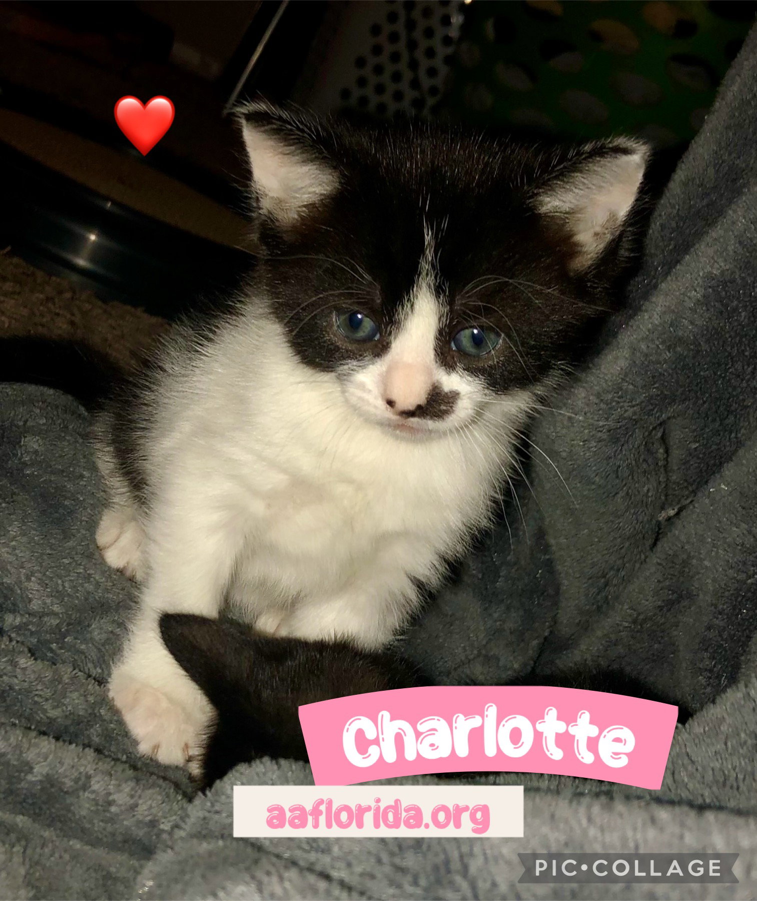 Charlotte's Web Page
