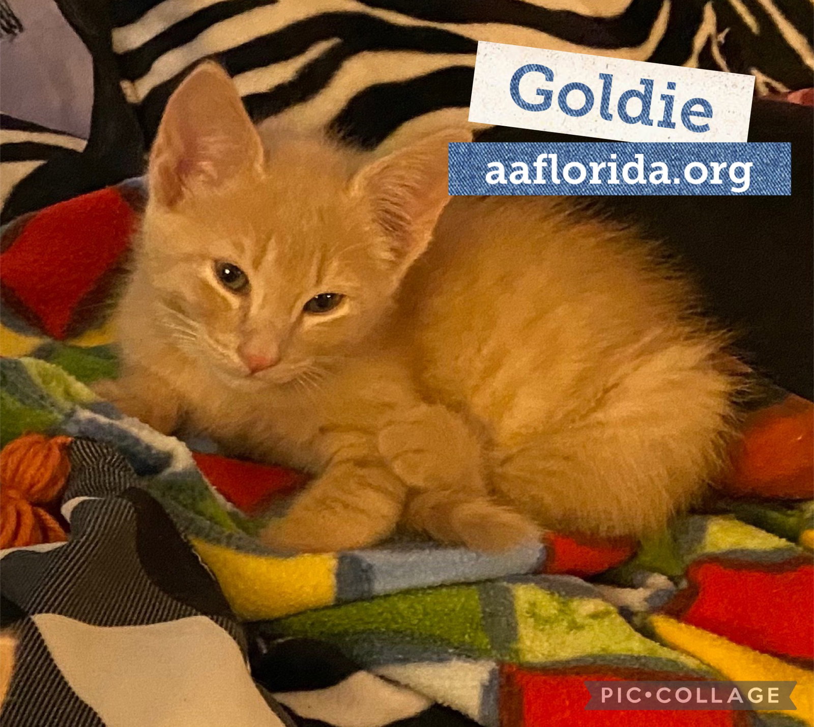 Goldie-George's Web Page