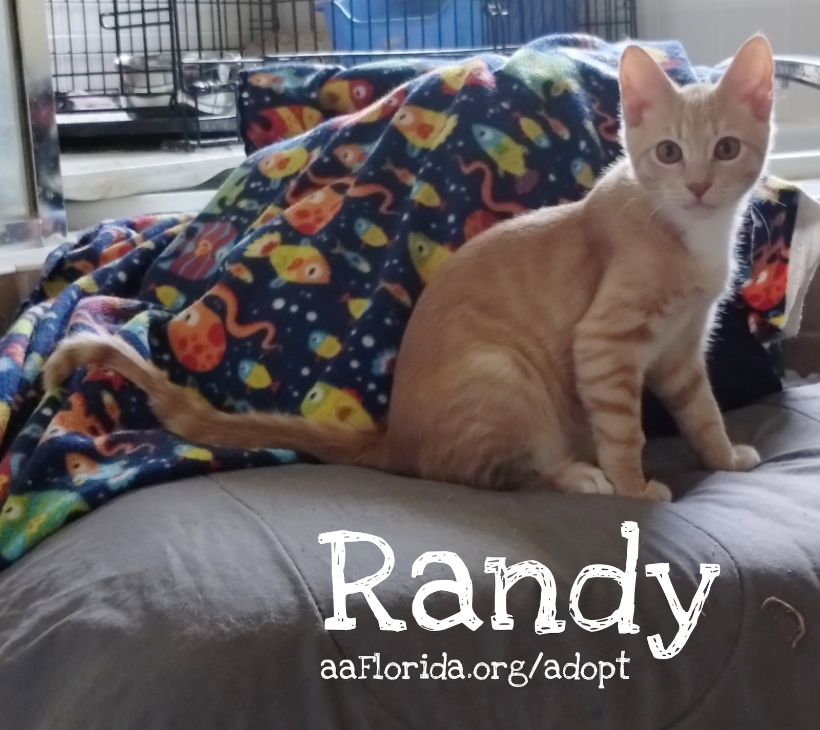 Randy's Web Page