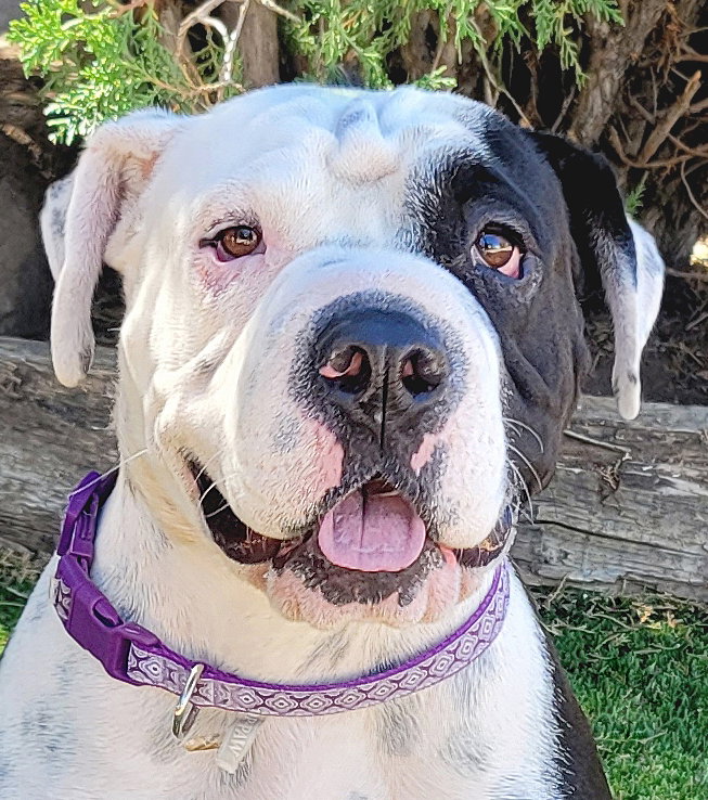 Dog for Adoption - Memorable Ms Mimi ~ Delightful SharBull, a English ...