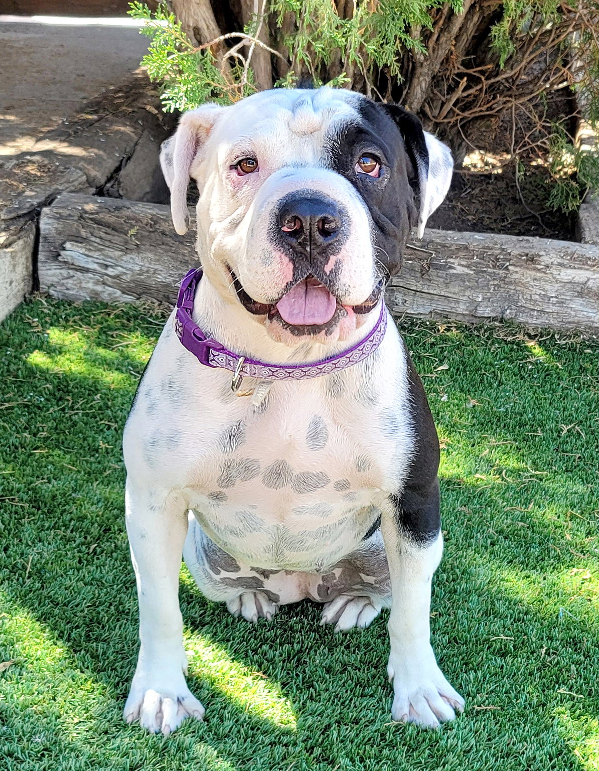 Dog for Adoption - Memorable Ms Mimi ~ Delightful SharBull, a English ...