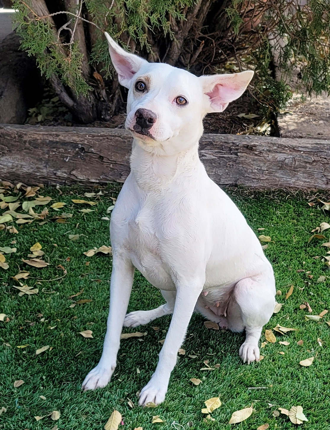 Dog for Adoption - Absolutely AMAZING Amy ~ Lovely ROCK STAR, a Rat ...
