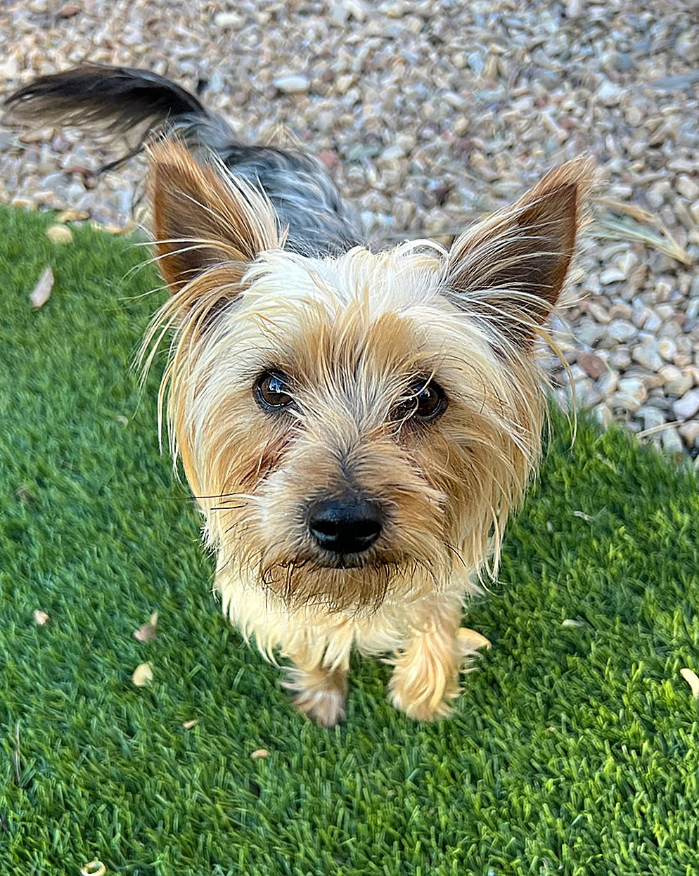 Dog for Adoption - Magical LIL Munchkin ~ Silky Sweet !, a Silky ...