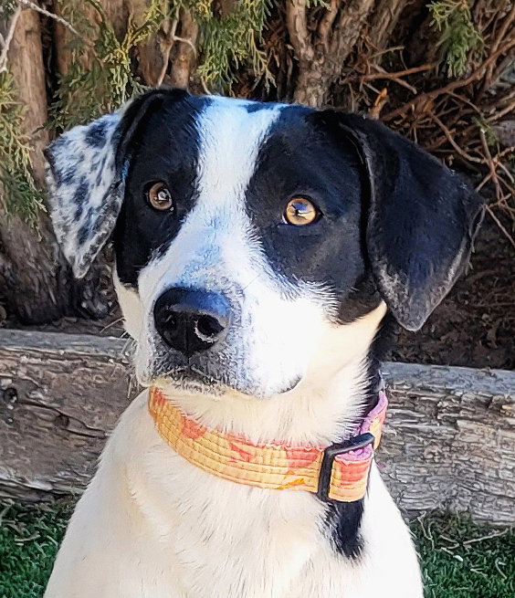 Dog for Adoption - Celestial Ms Circe ~ 30lb Goddess of Magic !, a ...