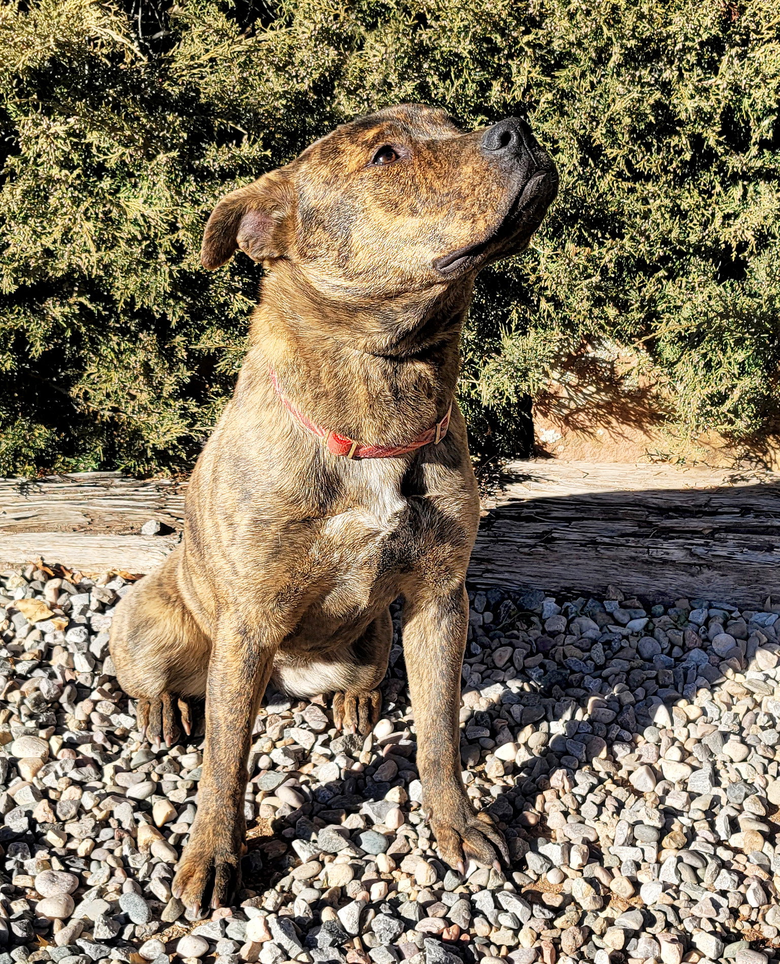 Dog for Adoption - Enchanting Ms Elfie ~ Loooooves Kids !, a American ...