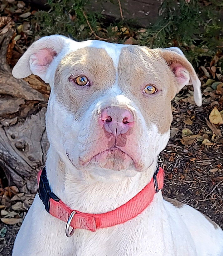 Dog for Adoption - Marvelous Ms Magdalena ~ Delightful !, a American ...