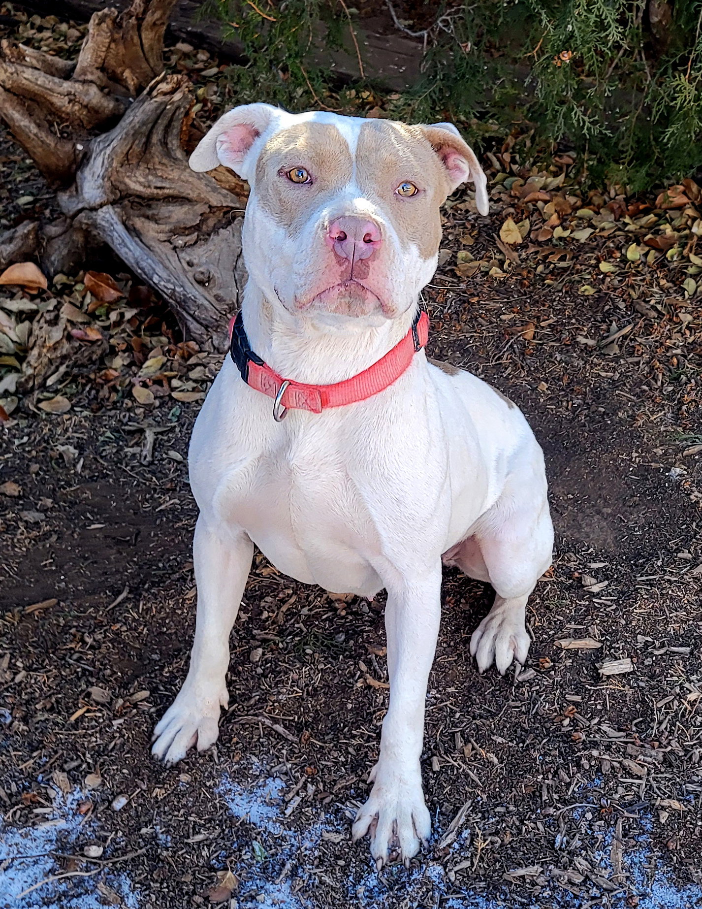 Dog for Adoption - Marvelous Ms Magdalena ~ Delightful !, a American ...