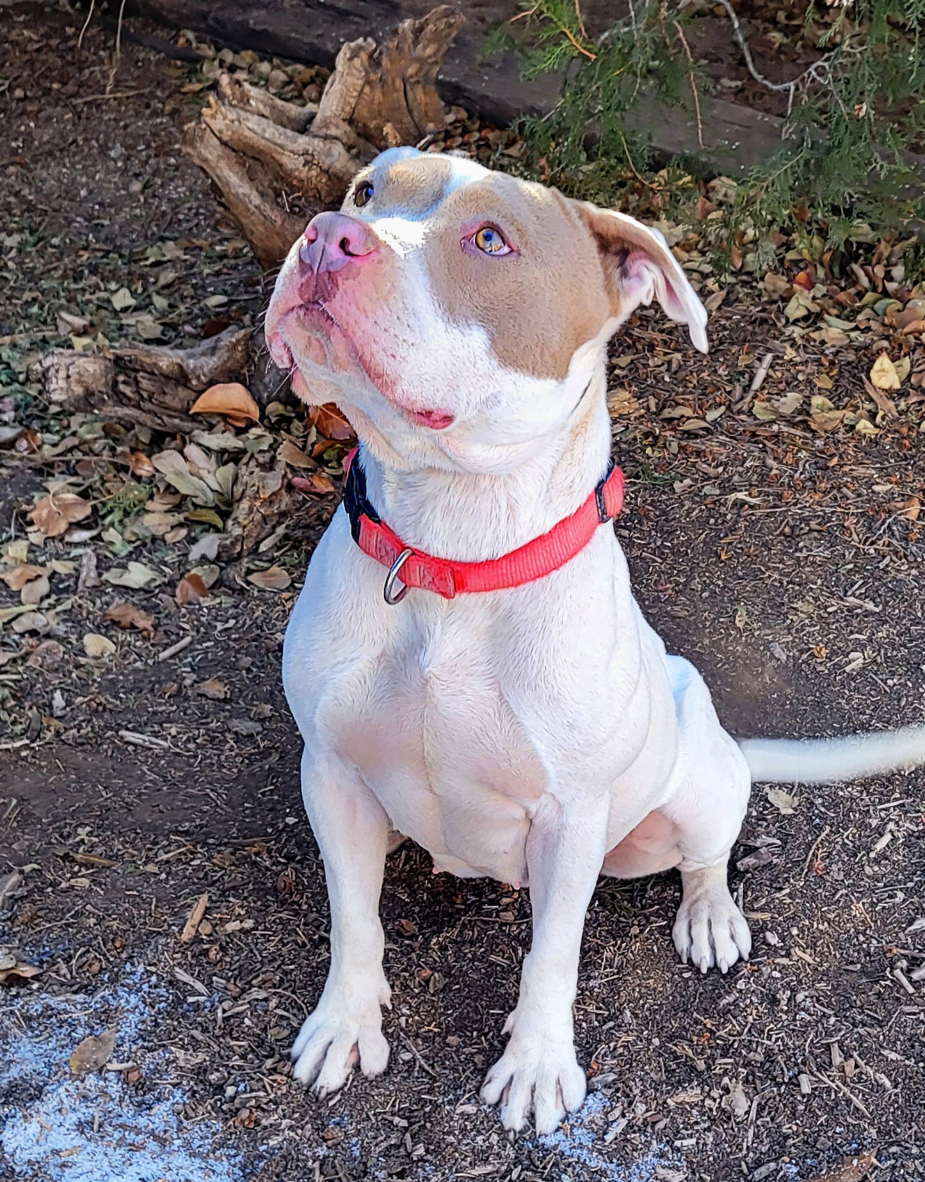 Dog for Adoption - Marvelous Ms Magdalena ~ Delightful !, a American ...