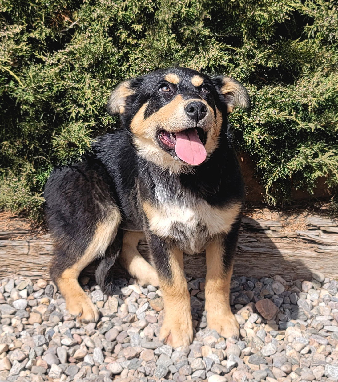 Dog for Adoption - Delightful Ms Maeve A+++ Pup, a Great Pyrenees in ...