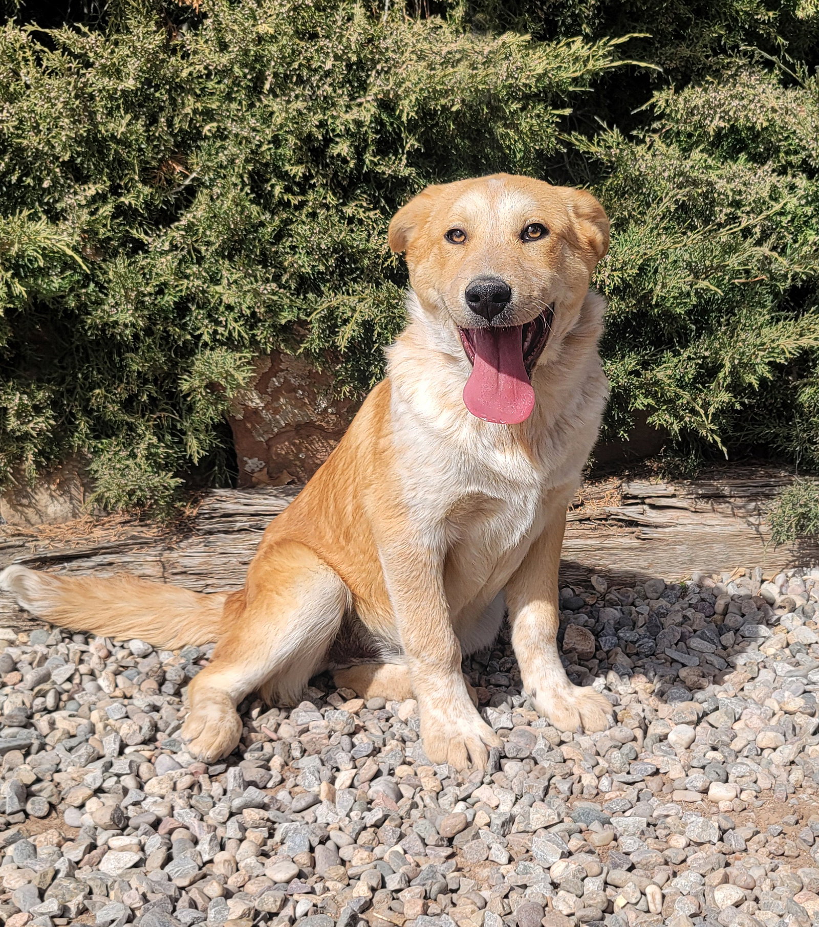 Dog for Adoption - Delightful Ms Maeve A+++ Pup, a Great Pyrenees in ...