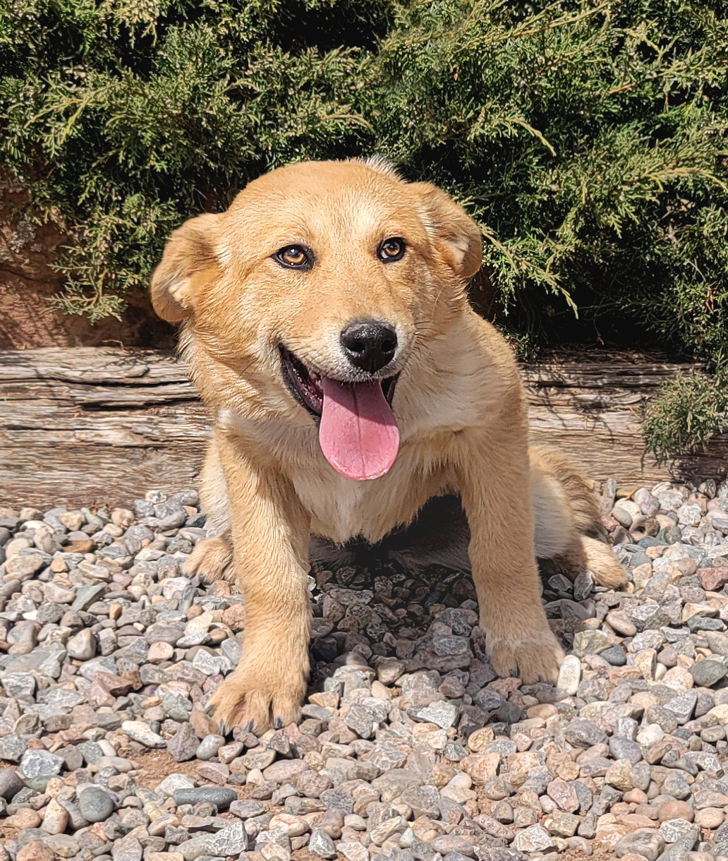 Dog for Adoption - Delightful Ms Maeve A+++ Pup, a Great Pyrenees in ...