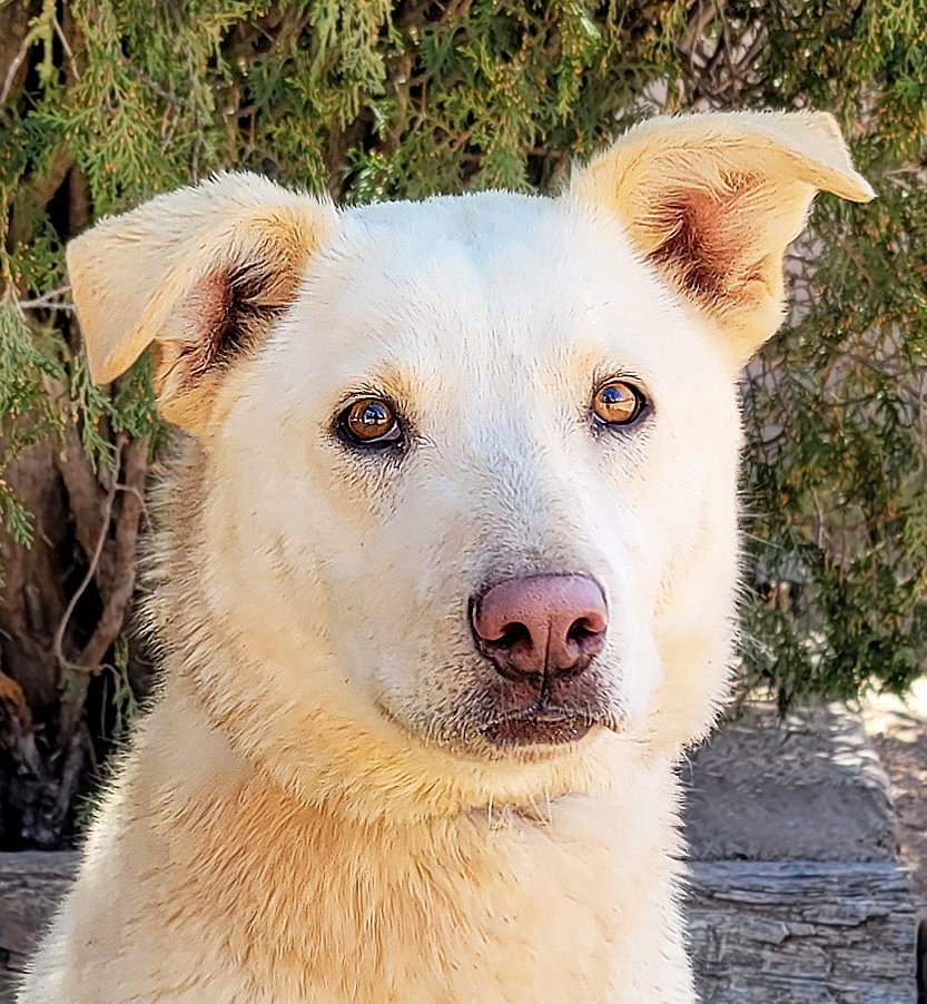 Dog for Adoption - Tempting Mr Torin ~ PRIMO, a Labrador Retriever in ...