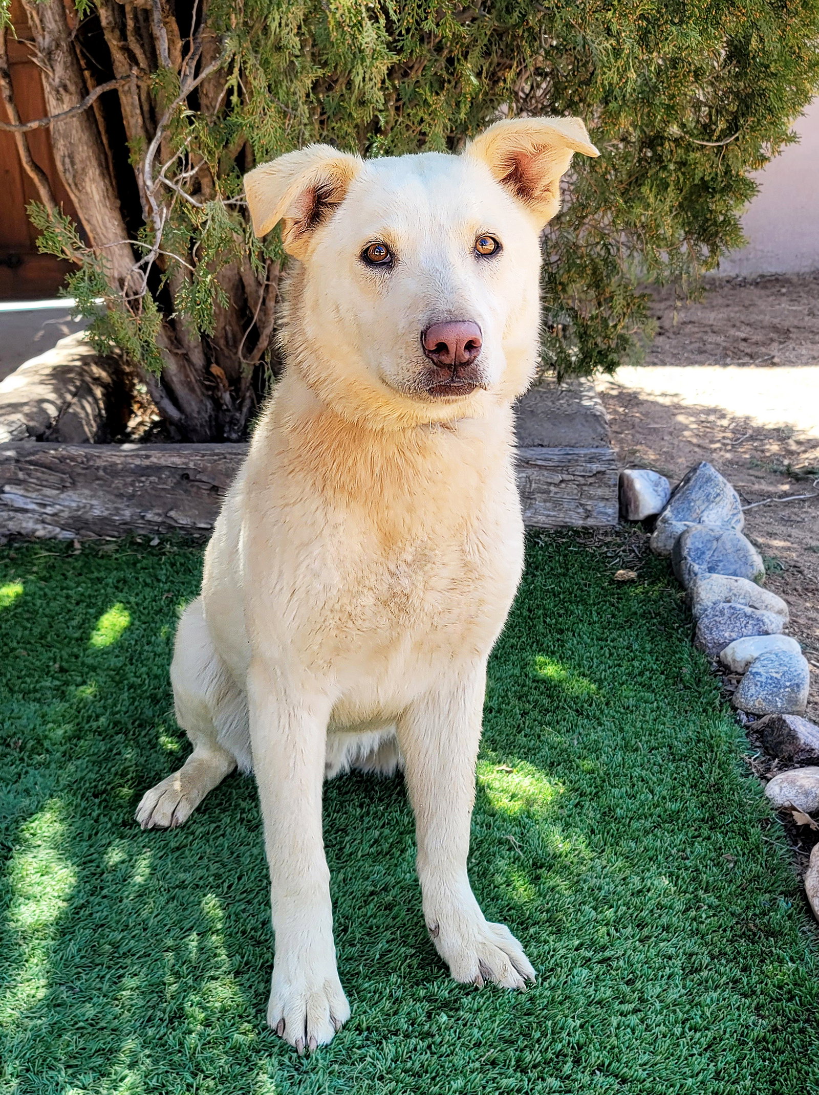 Dog for Adoption - Tempting Mr Torin ~ PRIMO, a Labrador Retriever in ...
