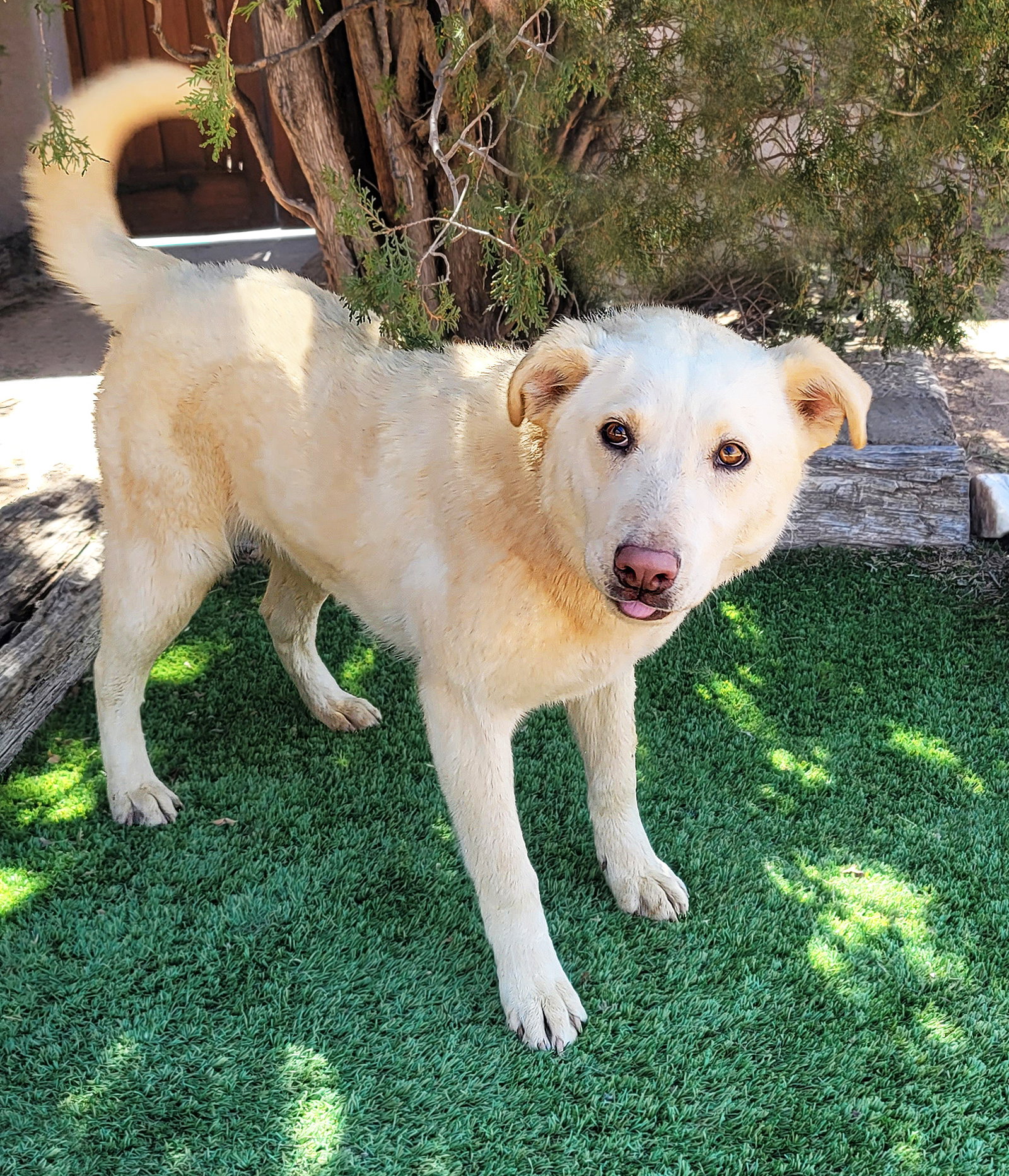 Dog for Adoption - Tempting Mr Torin ~ PRIMO, a Labrador Retriever in ...