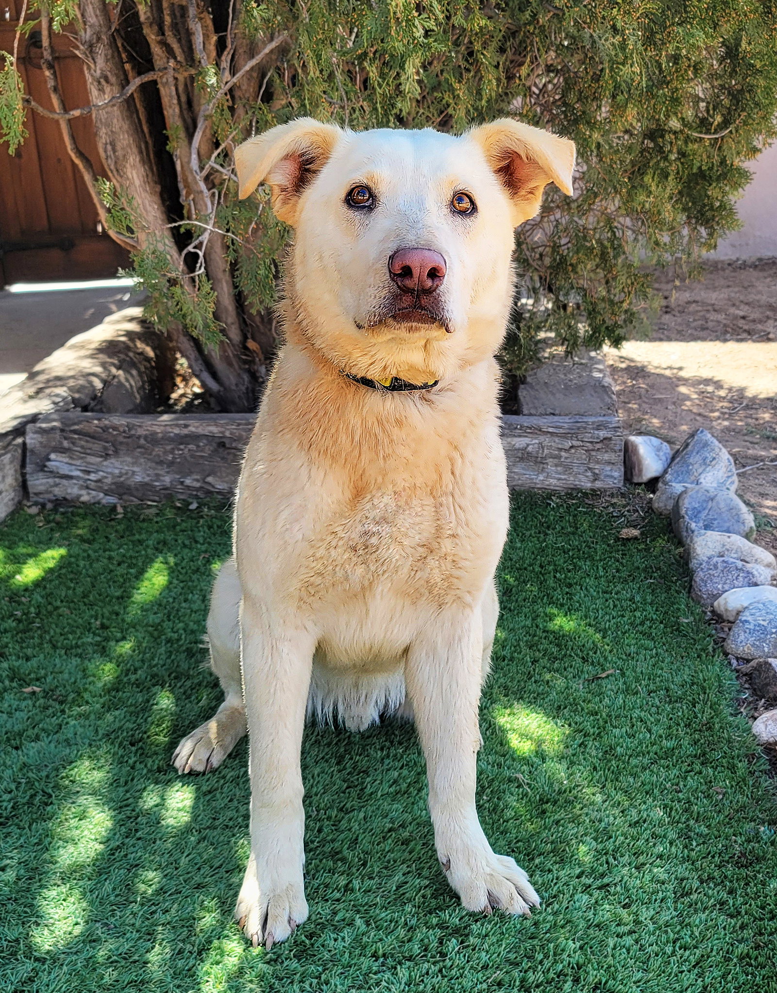 Dog for Adoption - Tempting Mr Torin ~ PRIMO, a Labrador Retriever in ...