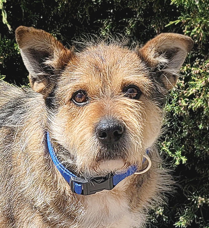 Dog for Adoption - Wonderful LIL Wolfie ~ LOADS of Personality !!!, a ...