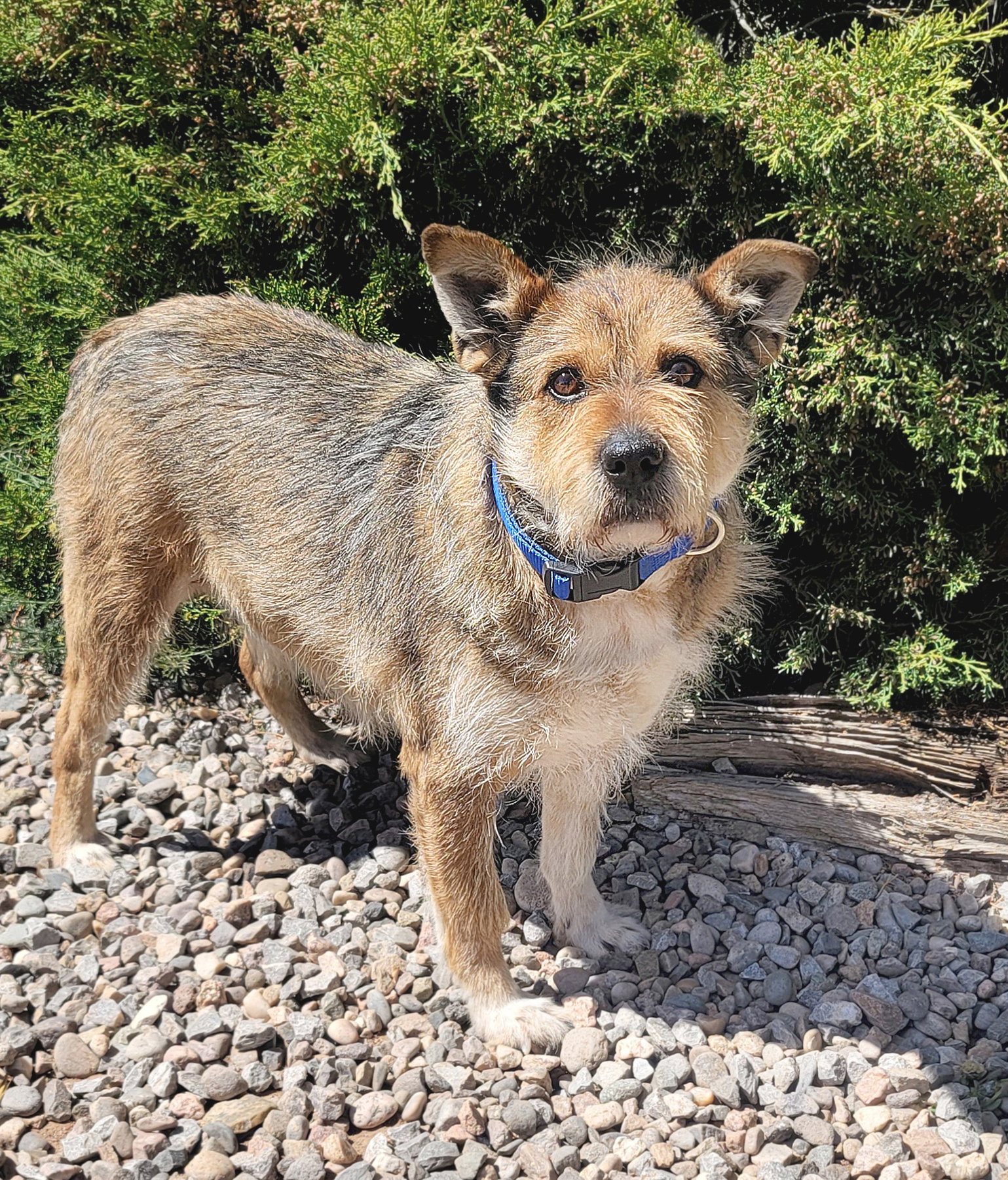 Dog for Adoption - Wonderful LIL Wolfie ~ LOADS of Personality !!!, a ...