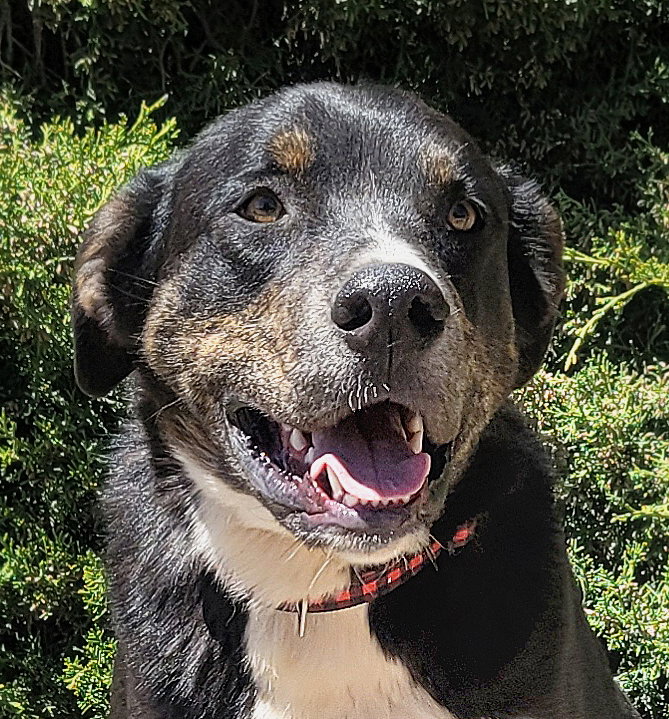 Dog for Adoption - Mighty Mr Mouser = LOVE !, a Rottweiler in Agua Fria ...