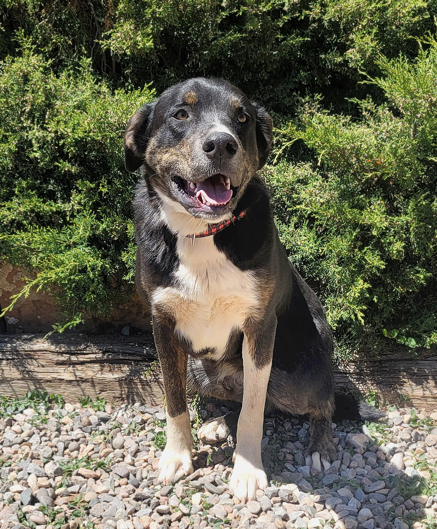 Dog for Adoption - Mighty Mr Mouser = LOVE !, a Rottweiler in Agua Fria ...