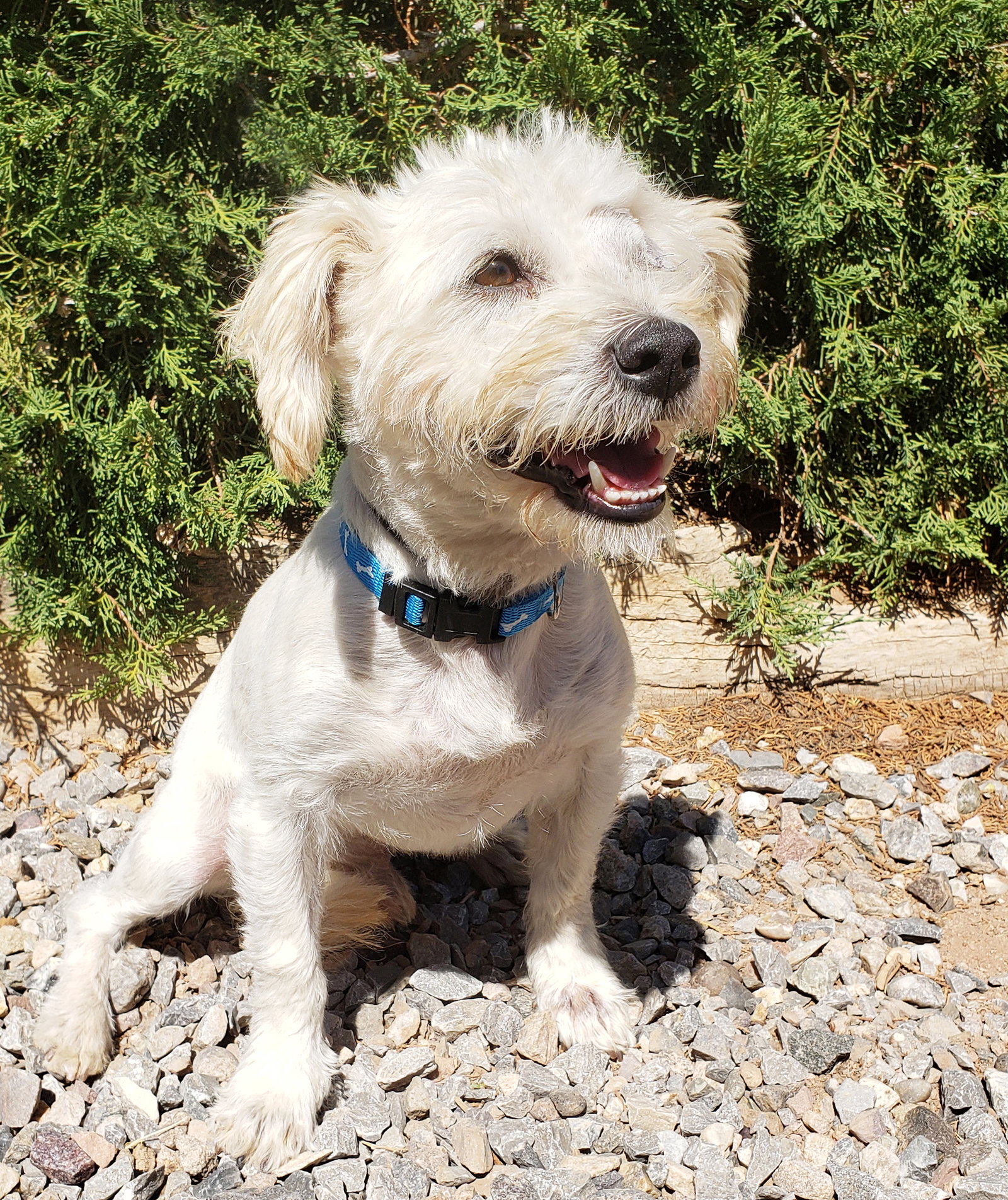 Dog for Adoption - Perfect Mr Popeye ~ Terripoo, a Terrier in Los Lunas ...