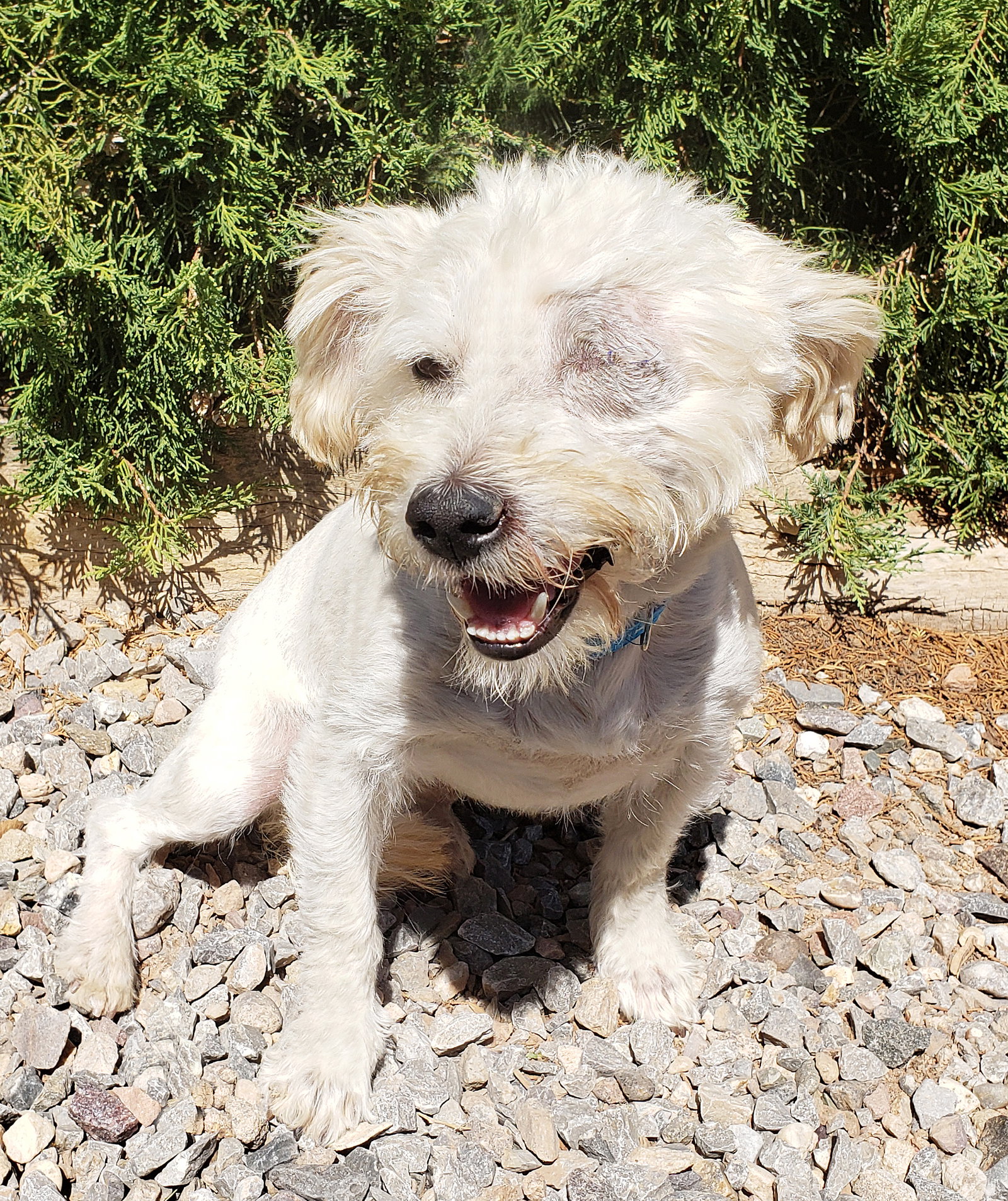 Dog for Adoption - Perfect Mr Popeye ~ Terripoo, a Terrier in Los Lunas ...