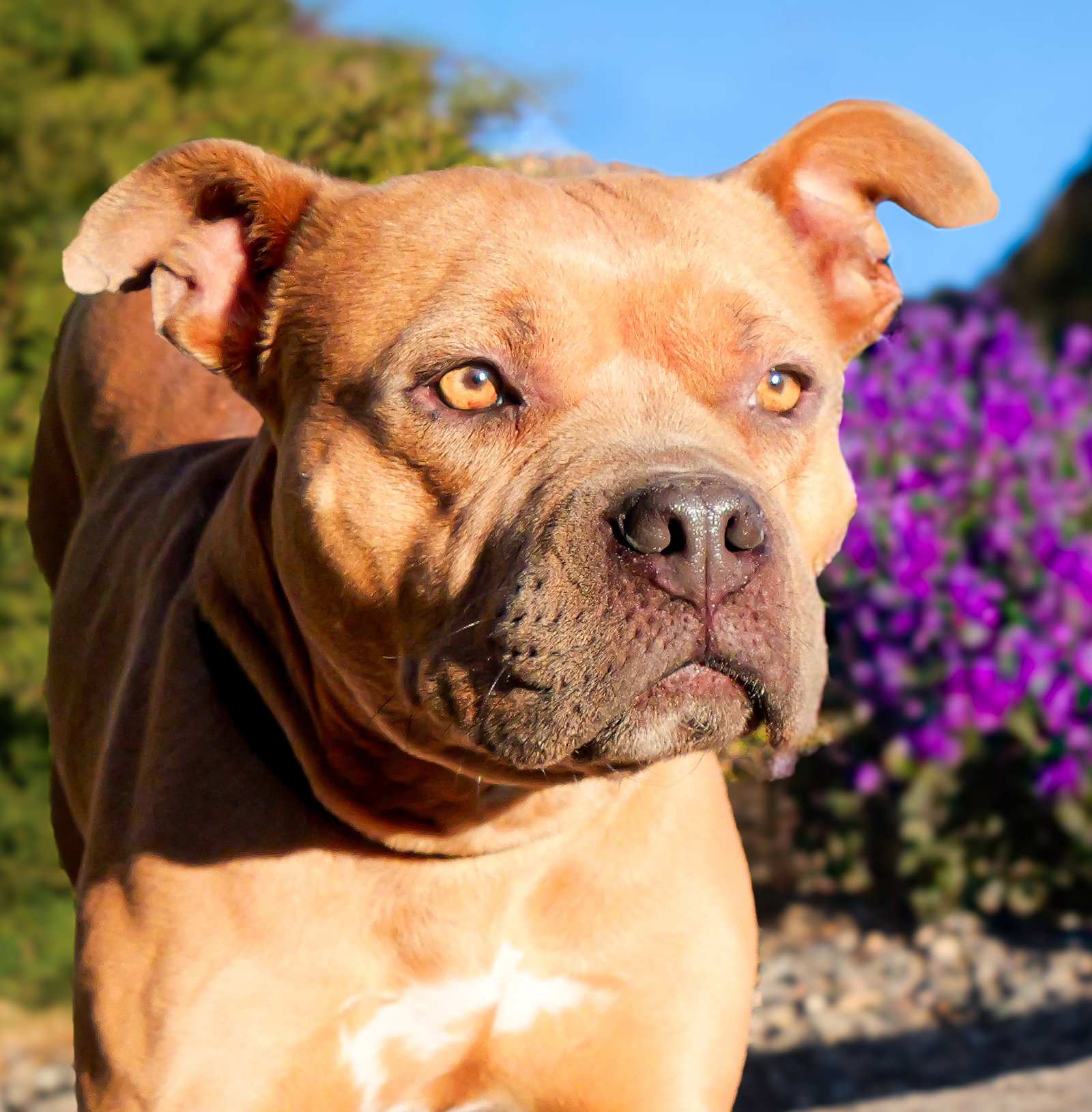 Dog for Adoption - Outstanding Ms Oakley ~ American Bully ROCK STAR, a ...