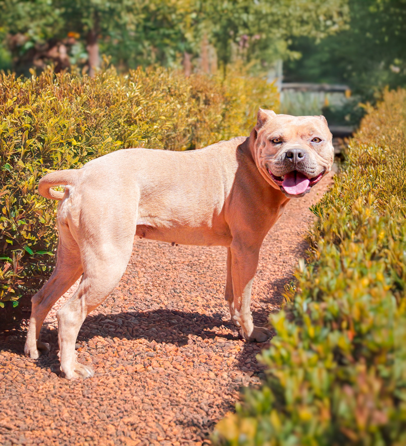 Dog for Adoption - Outstanding Ms Oakley ~ American Bully ROCK STAR, a ...